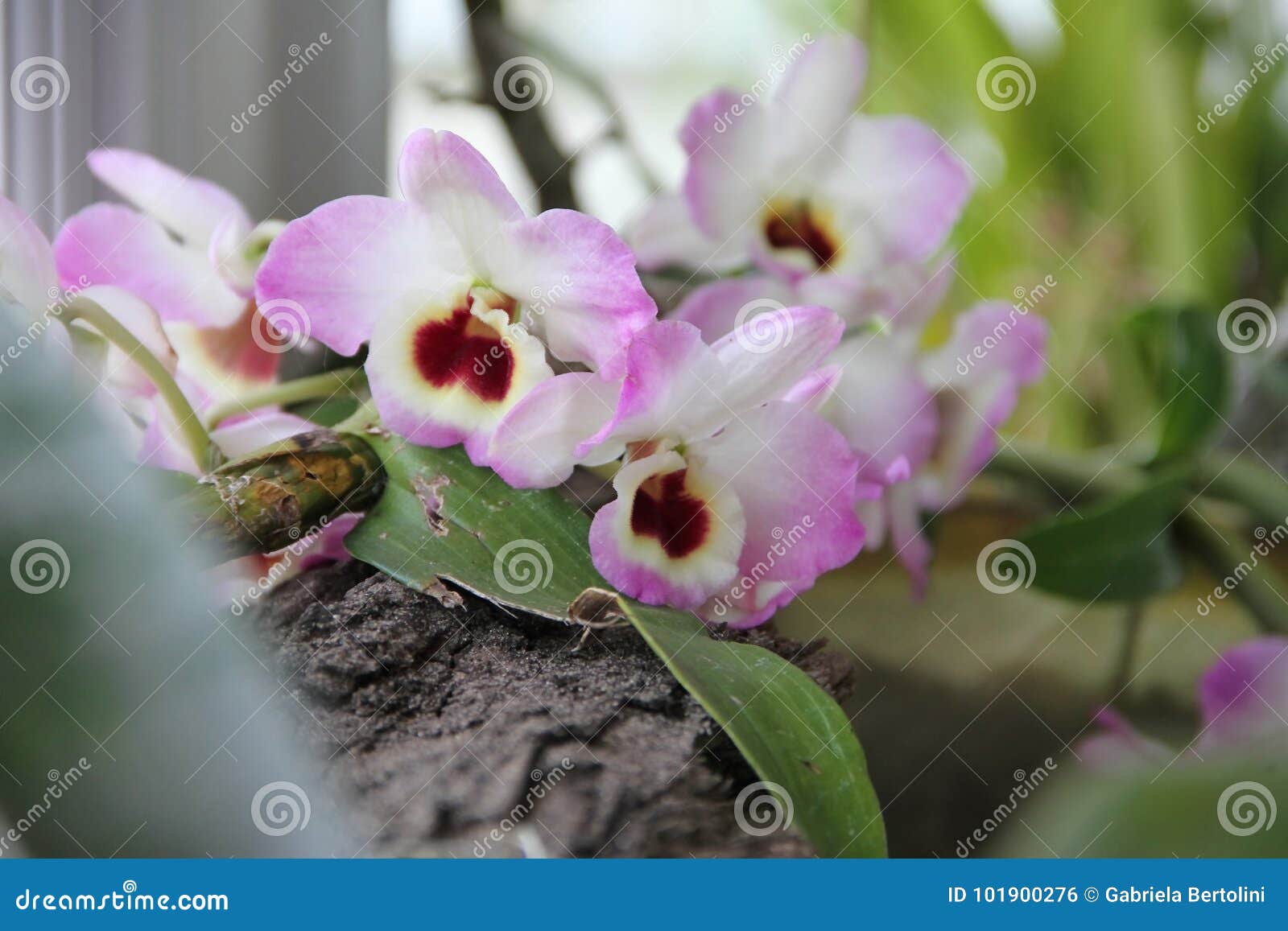 Orchids flowered in spring stock photo. Image of garden - 101900276