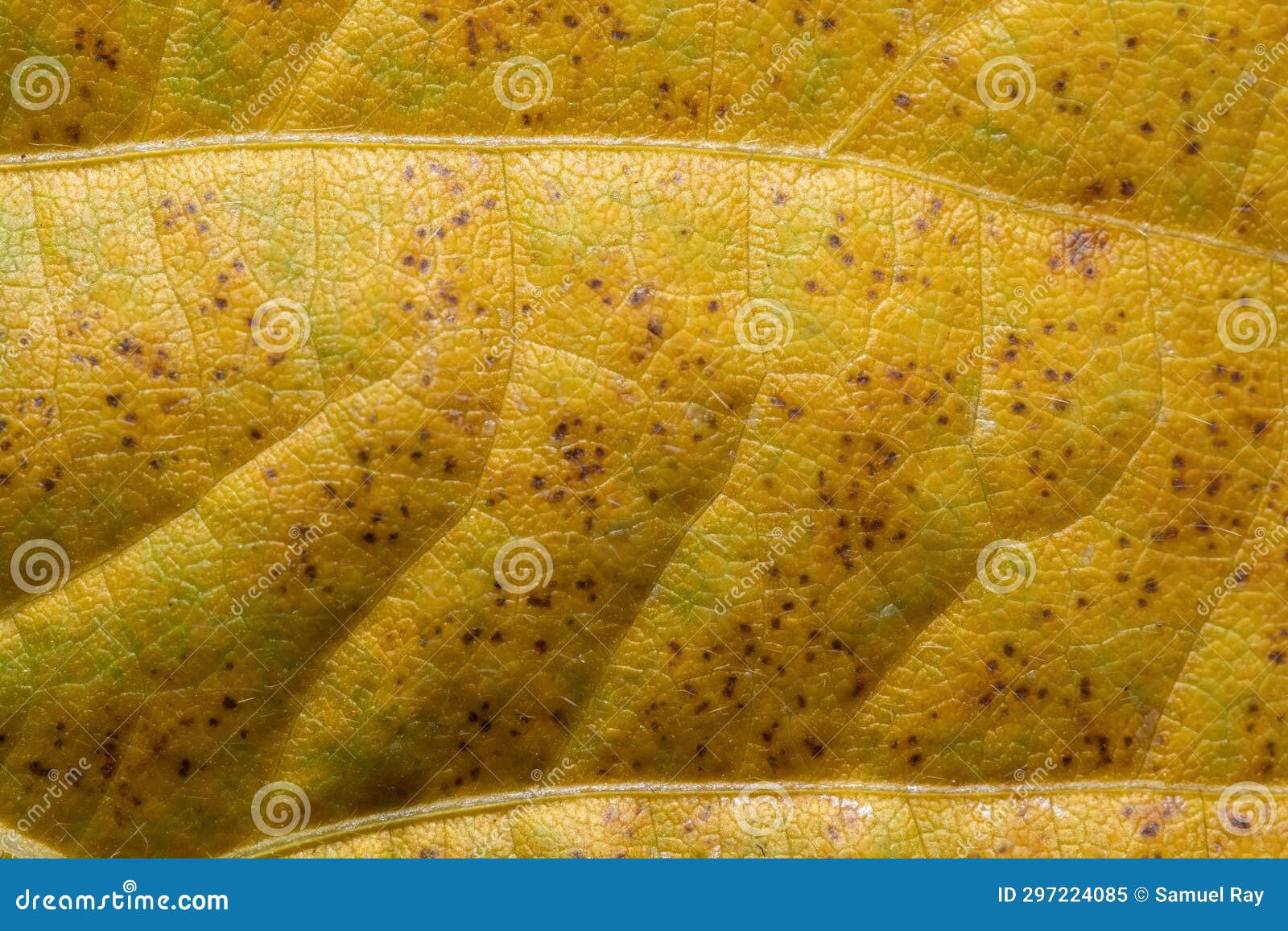 Yellow Organic Background from a Senescing Soybean Leaf Stock Image ...