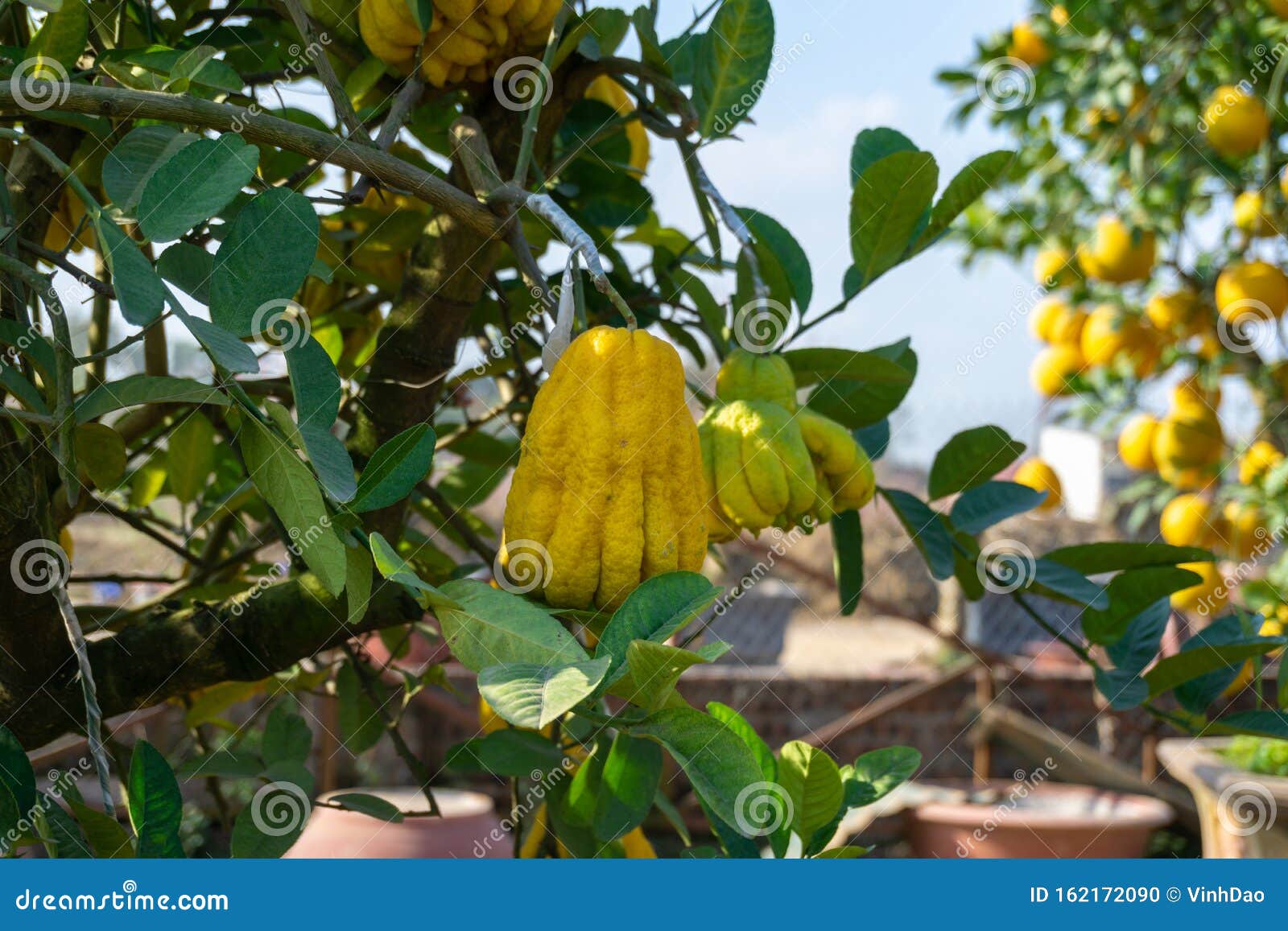 Yellow Organic Buddhas Hand Citrus Fruit with Fingers Stock Photo ...