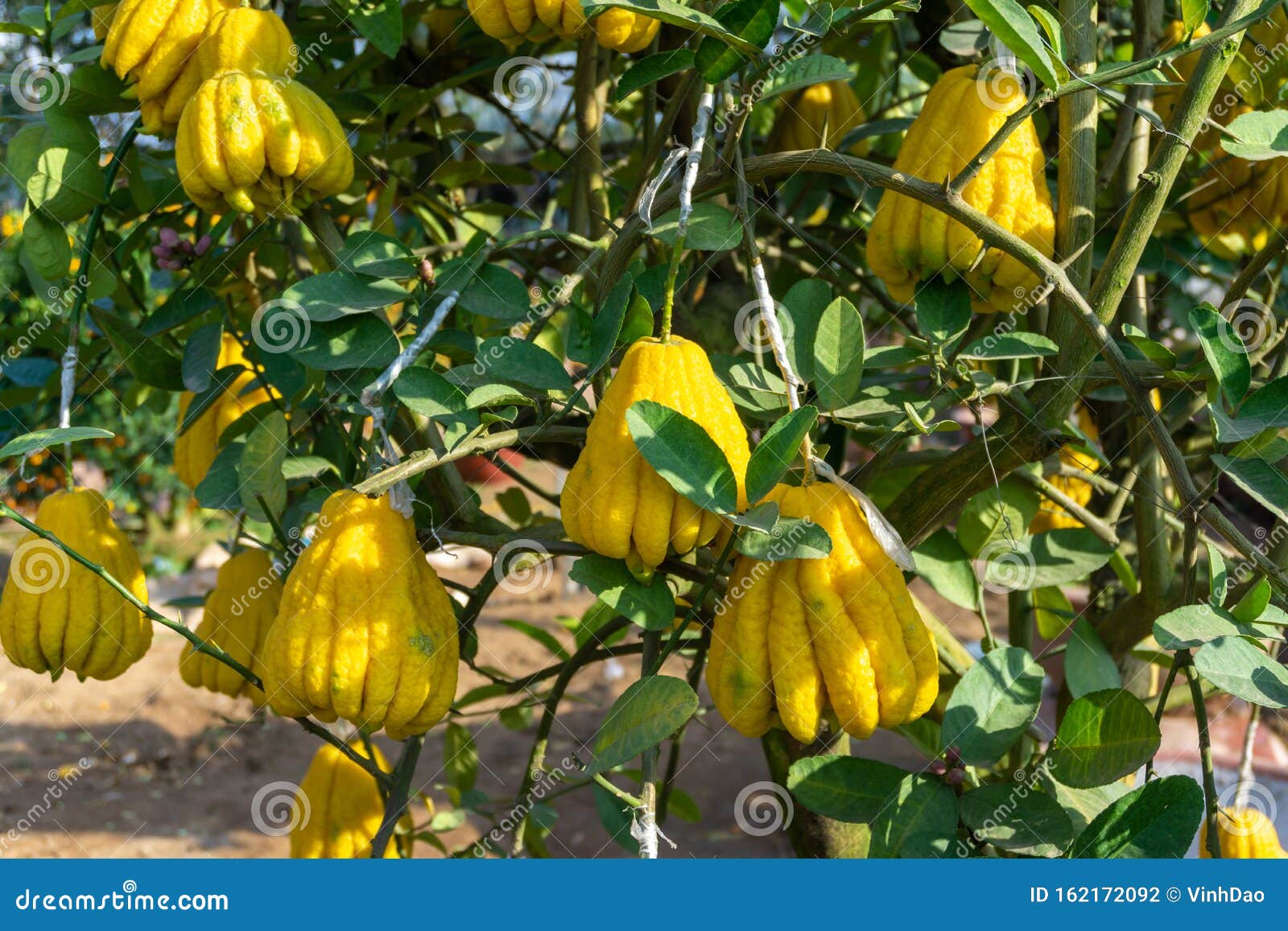 Yellow Organic Buddhas Hand Citrus Fruit with Fingers Stock Photo ...