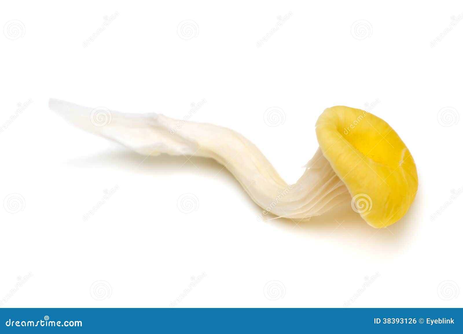 Yellow Oyster Mushroom-Pleurotus Cornucopiae Stock Photo - Image of ...