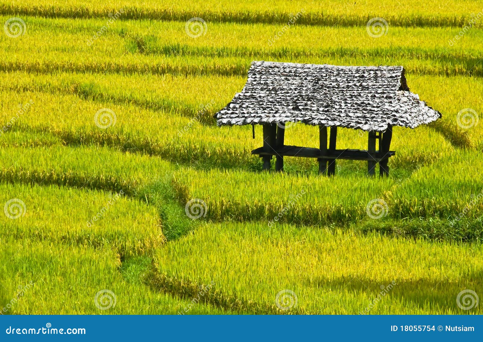 Yellow Paddy Field , Thailand Stock Photo - Image of farm, field: 18055754