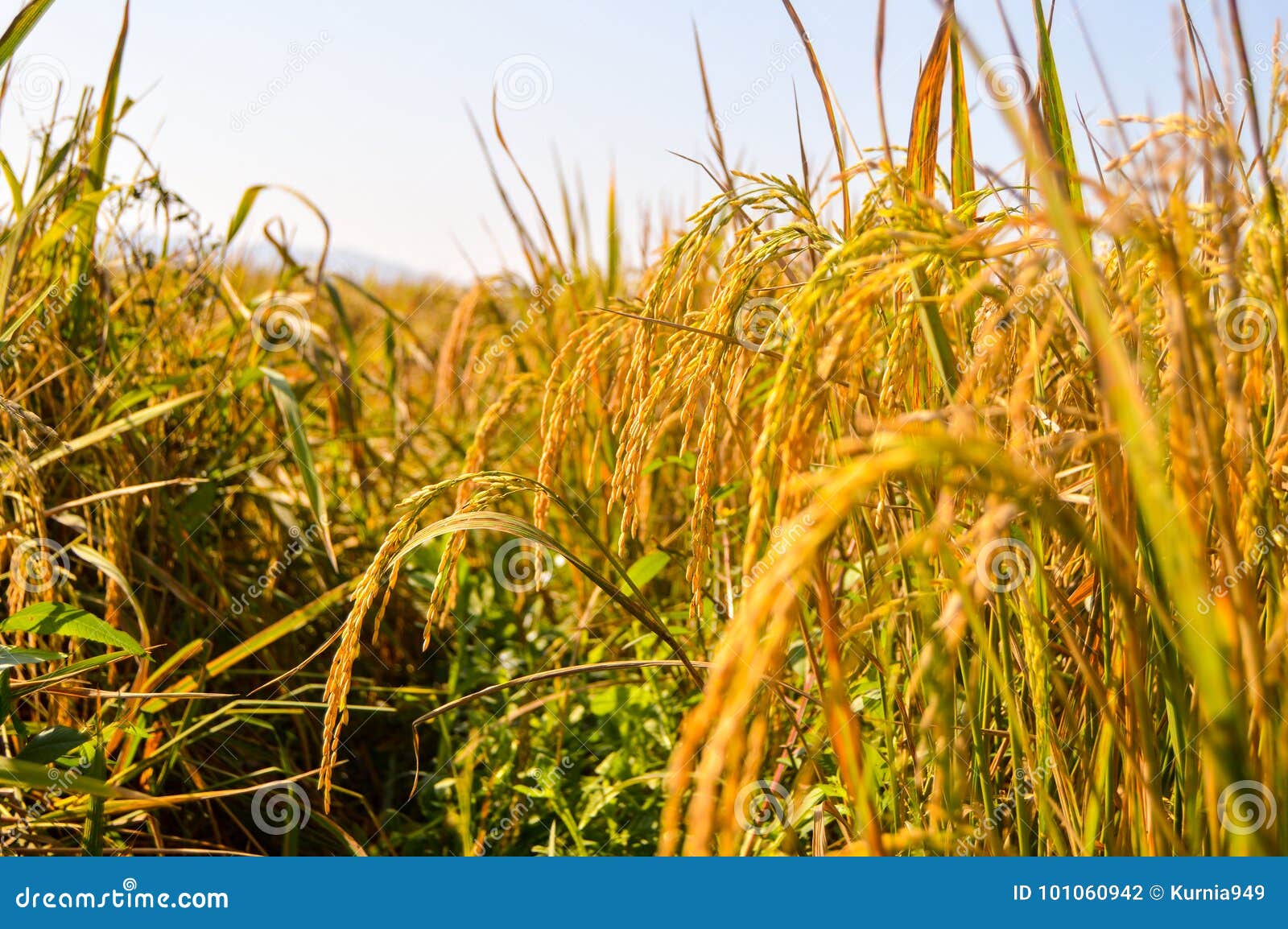 Yellow paddy fields stock photo. Image of land, cultivation - 101060942