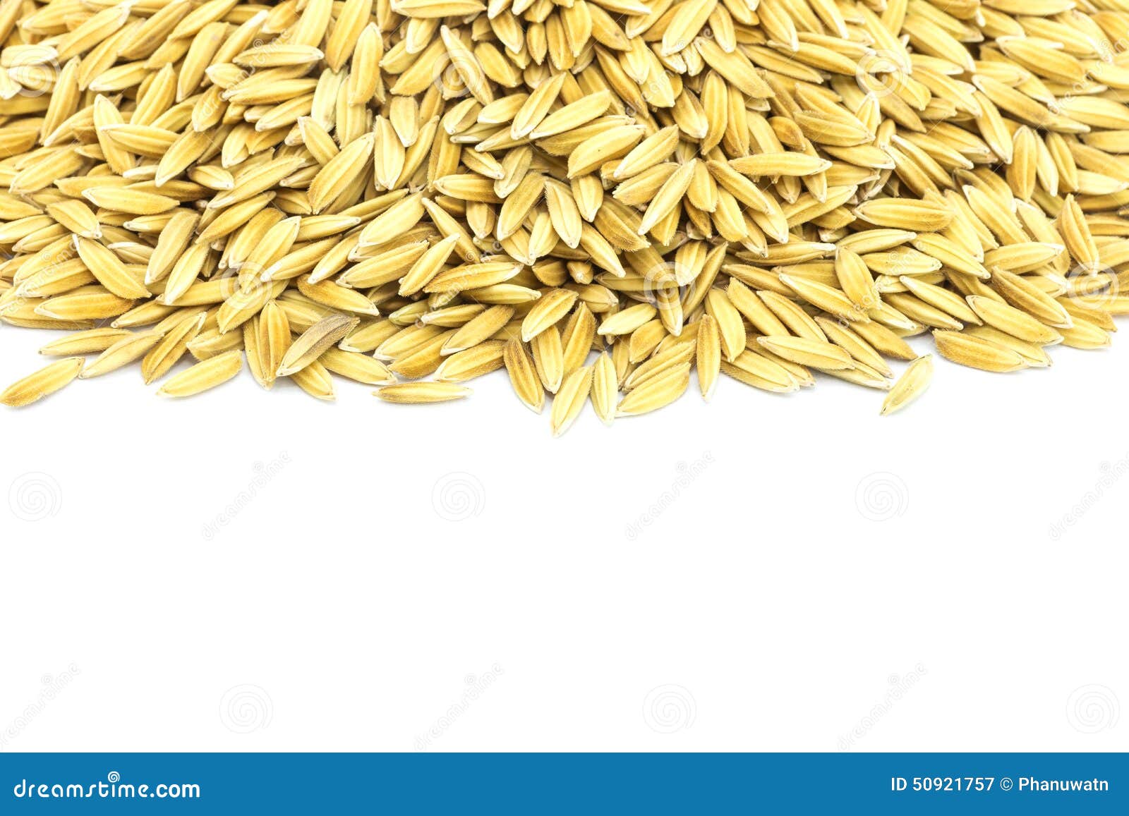 Yellow paddy jasmine rice stock image. Image of jasmine - 50921757