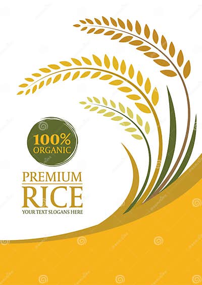 Yellow Paddy Rice for Background - Layout Template Size A4 Vector ...
