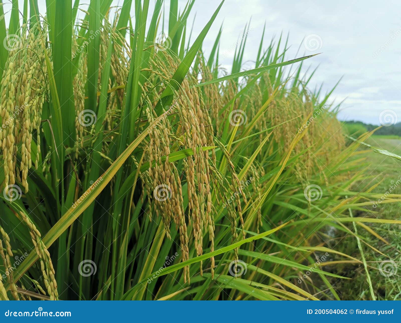 Yellow paddy rice in field stock photo. Image of tree - 200504062