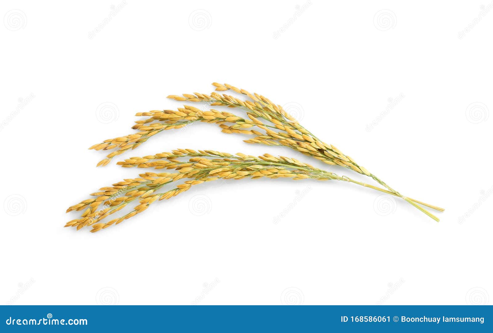 Yellow Paddy Rice Isolated on White Stock Image - Image of collection ...