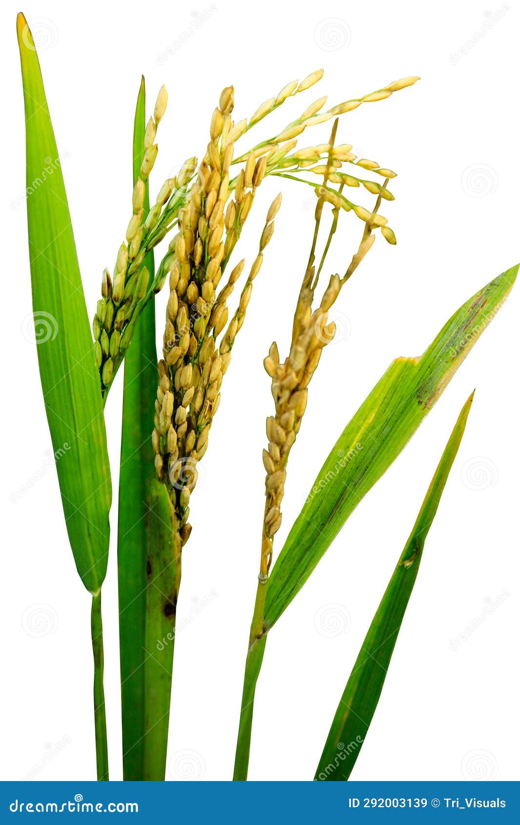 Yellow Paddy Rice Isolated on White Background with Clipping Path Stock ...