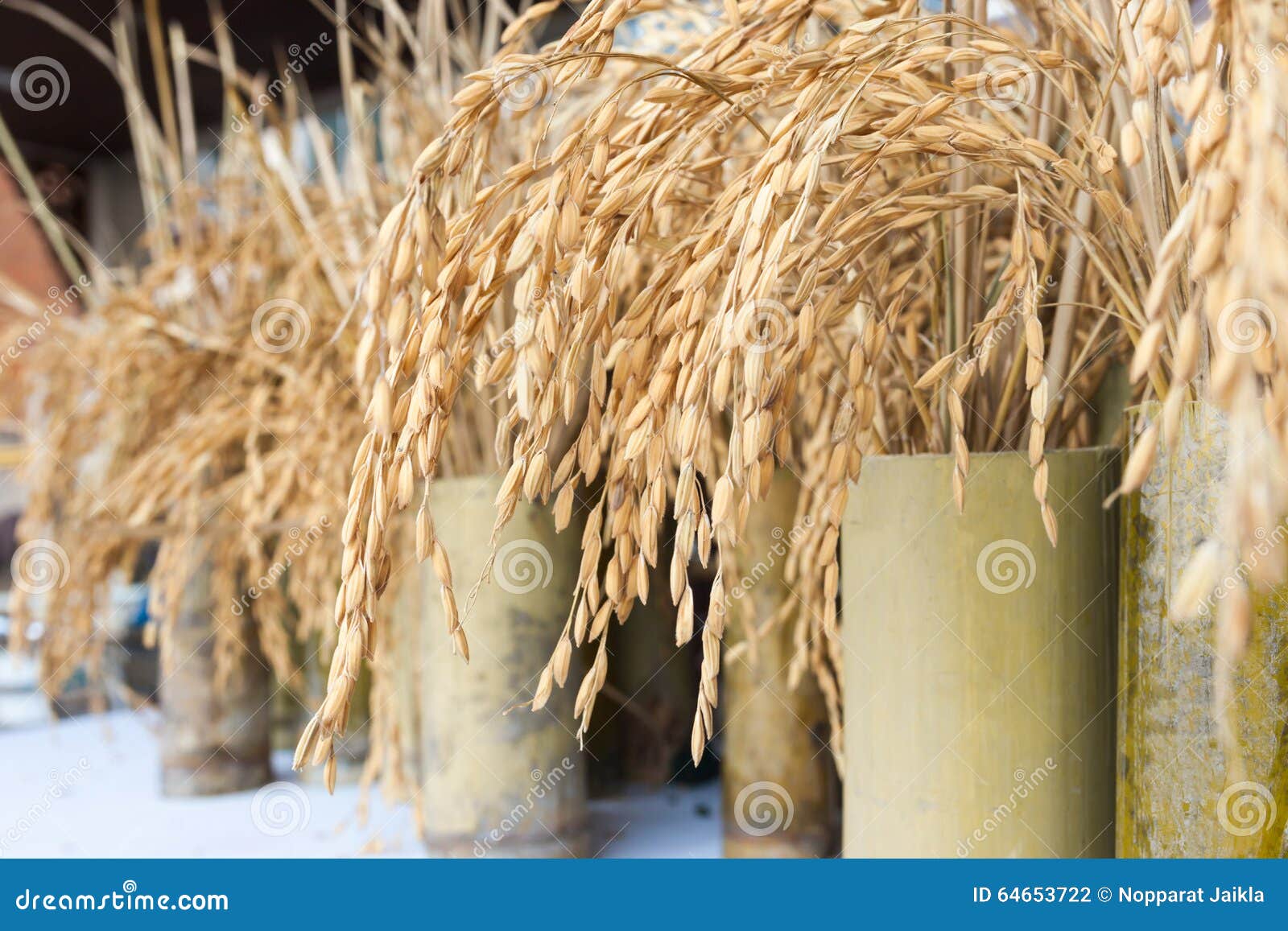 Yellow Paddy Rice Seed on the Pot Stock Photo - Image of food, full ...