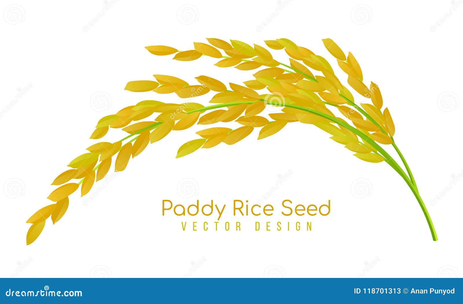 Yellow Paddy Barley Rice Organic Grain Products And Healthy Food Banner ...
