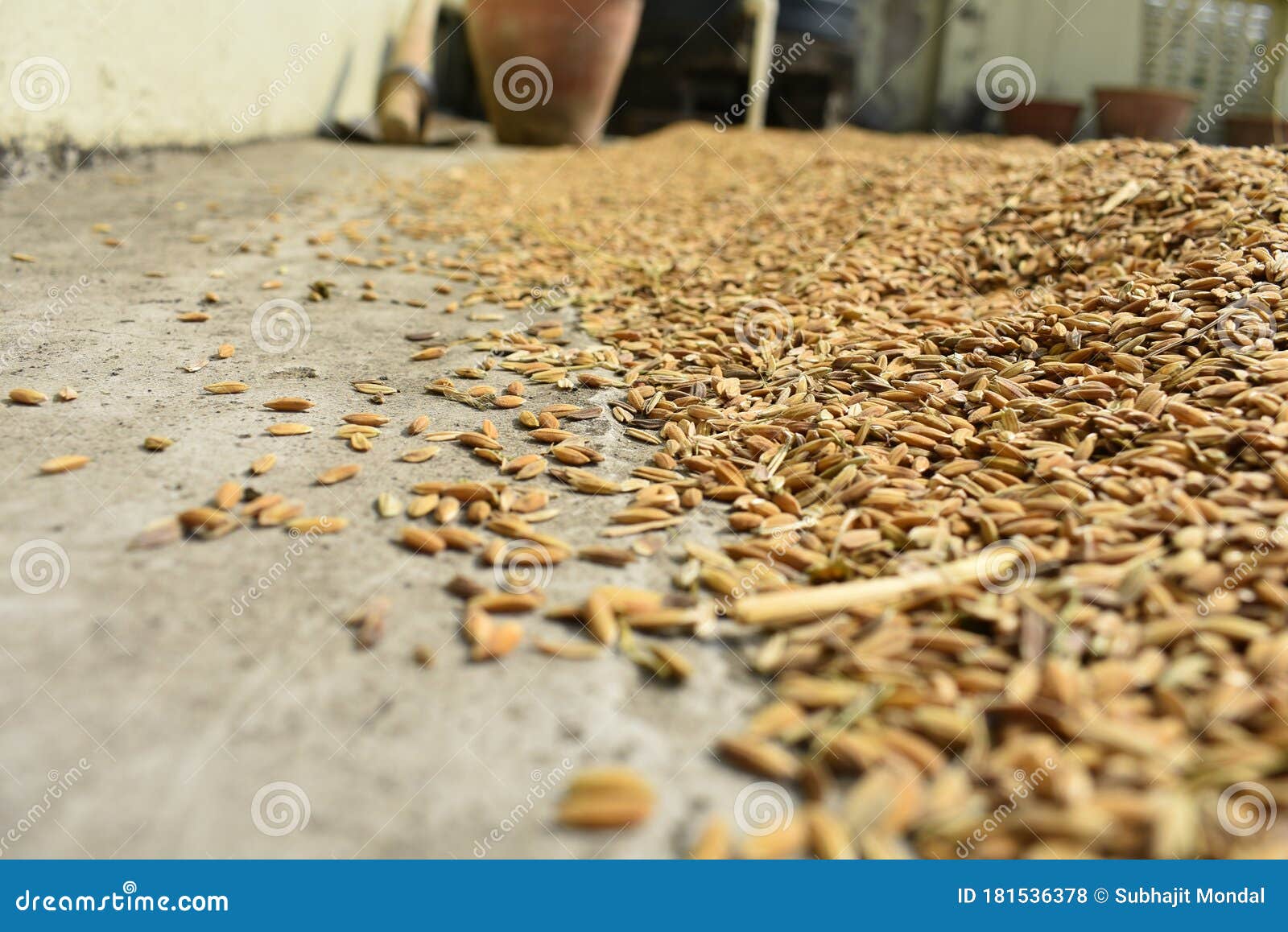 Yellow Paddy Seeds Spread on the Rooftop To Dry Under Open Air Stock ...