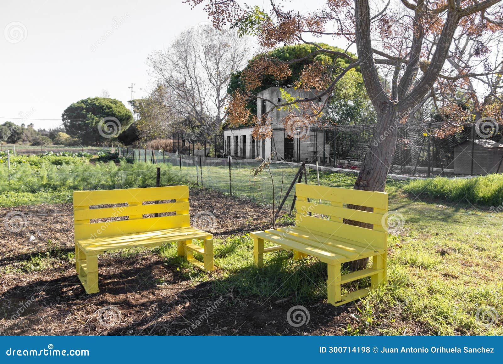 Yellow Painted Benches Made of Pallets in the Countryside Stock Photo ...