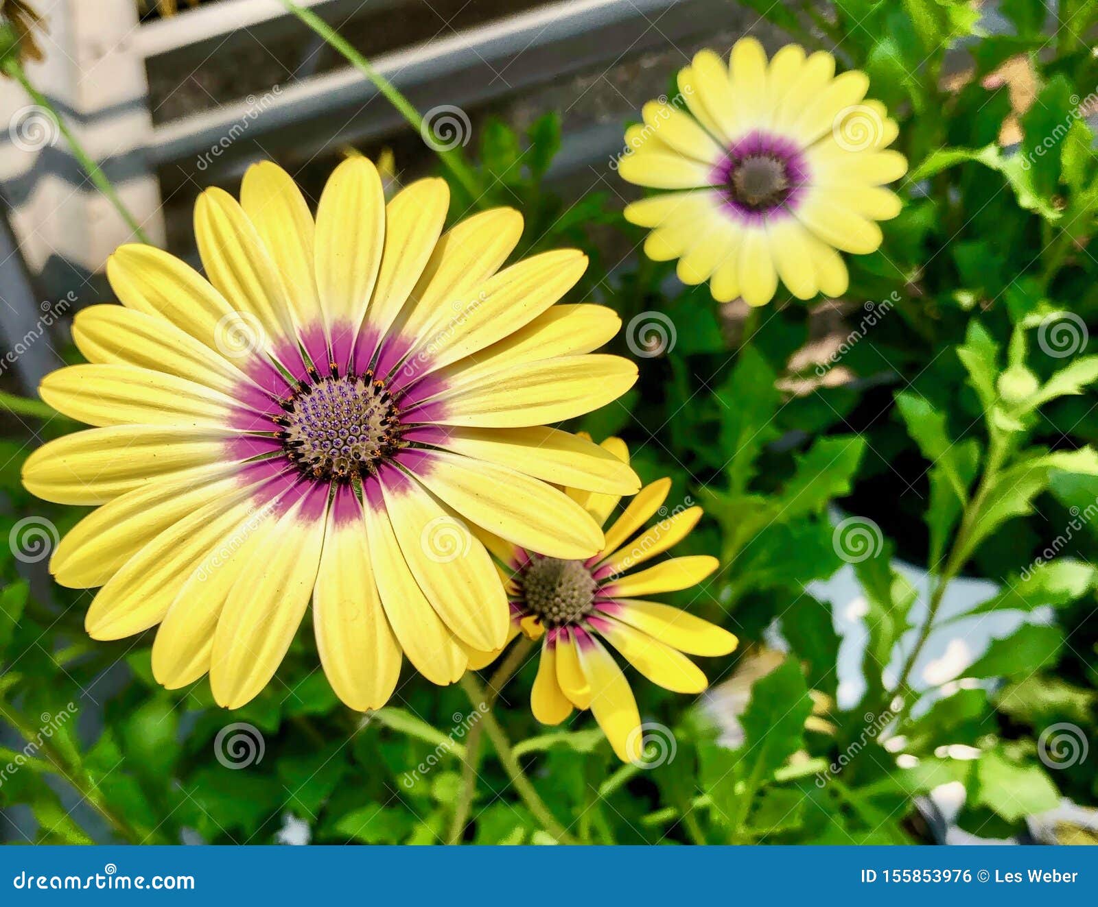 Painted Daisy Flower Royalty-Free Stock Image | CartoonDealer.com #28226614