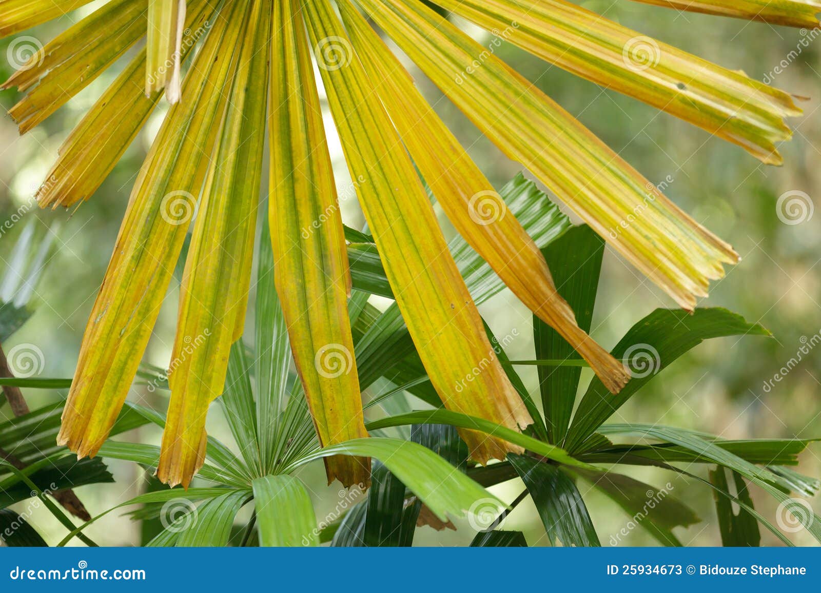 Yellow palm tree stock image. Image of leaf, leaves, yellow - 25934673