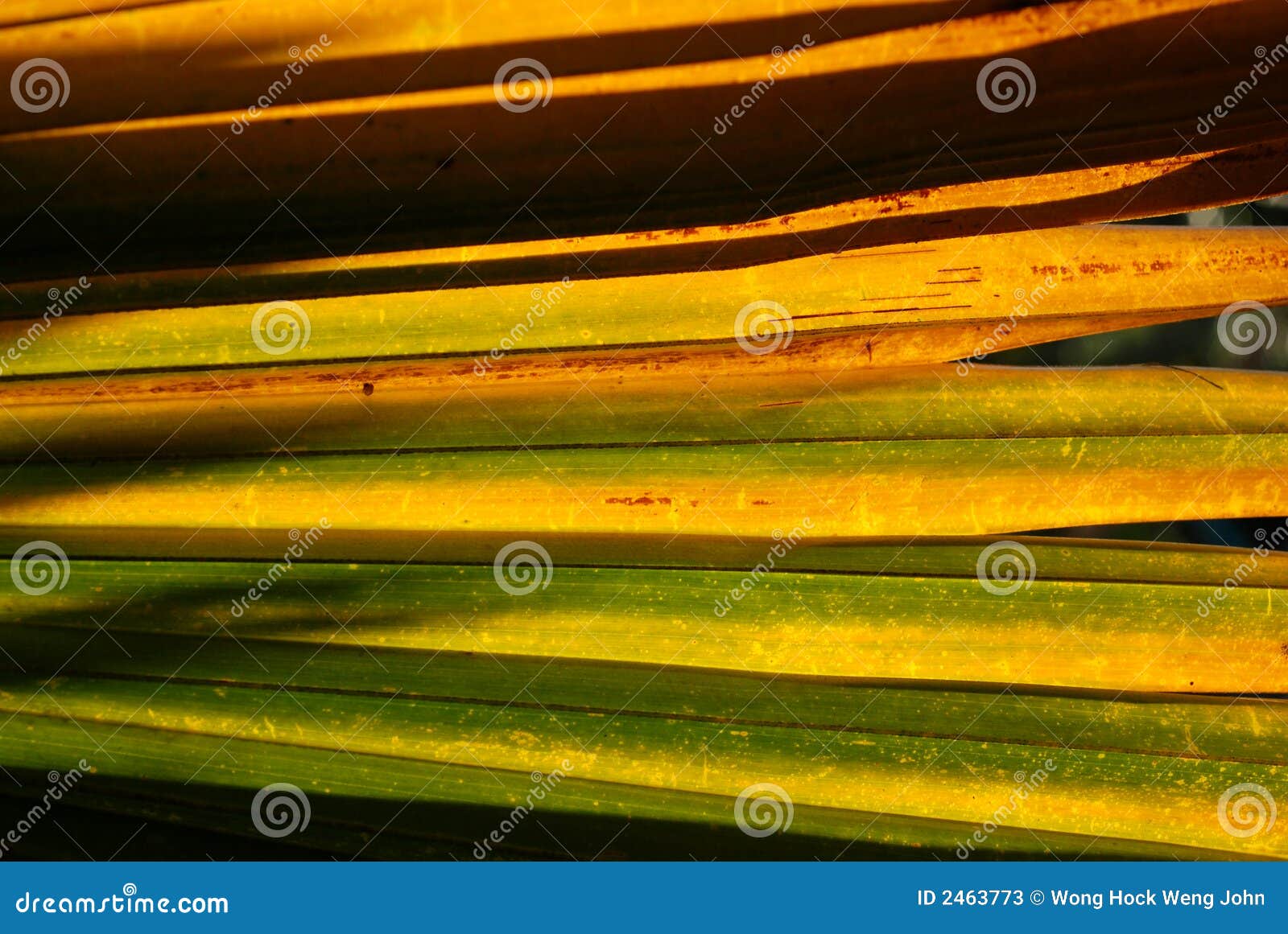 Yellow Palm Leaves Dypsis Lutescens Or Golden Cane Palm, Areca Palm ...