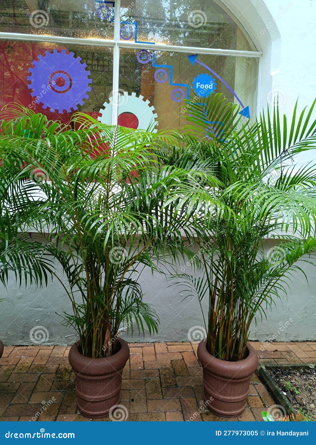 Yellow palm tree in a pot stock image. Image of house - 277973005