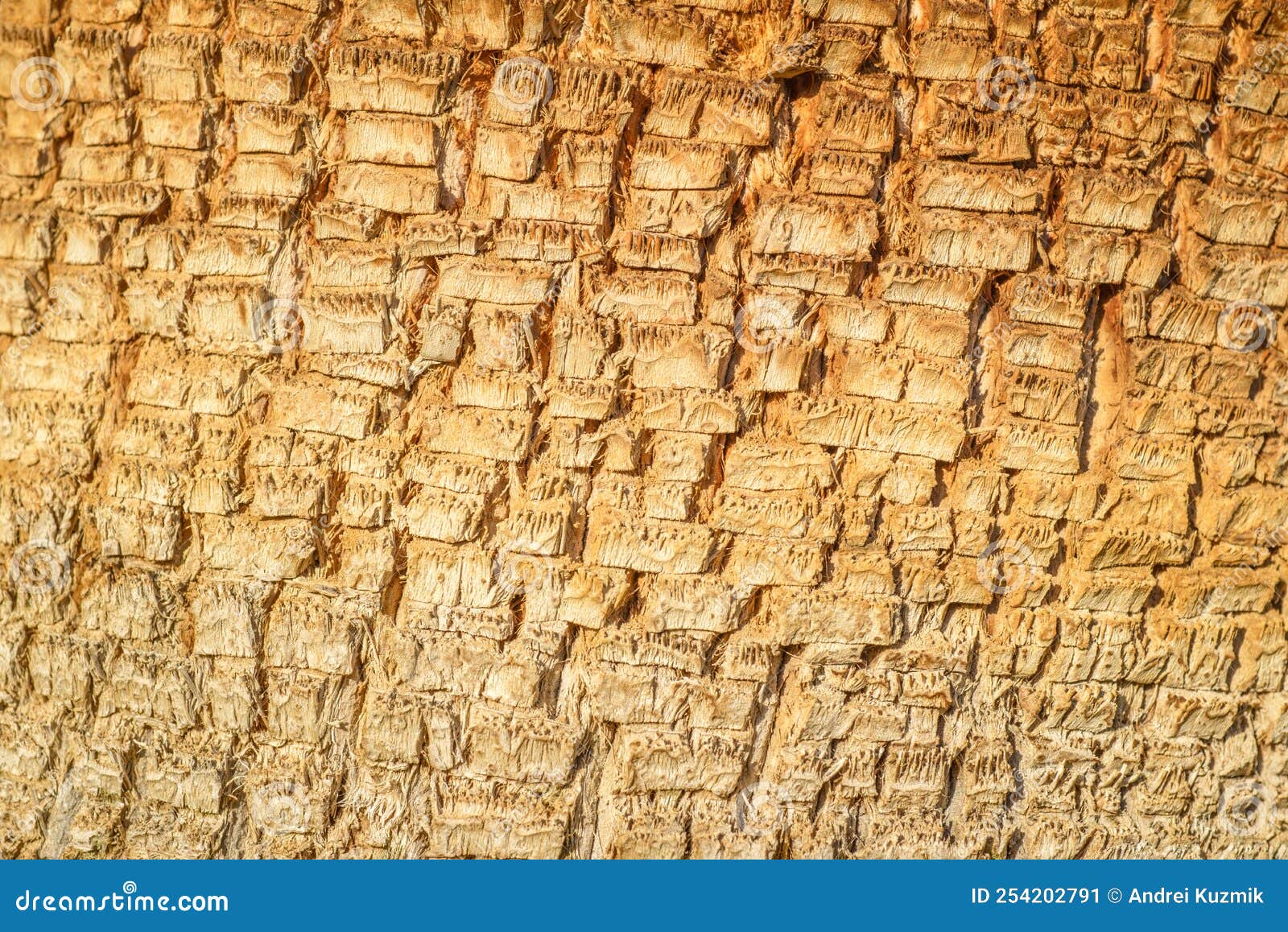 Yellow Palm Tree Trunk Bark Texture Close-up Stock Image - Image of ... Yellow Palm Tree Trunk Bark Texture Close-up Stock Image - Image of ...