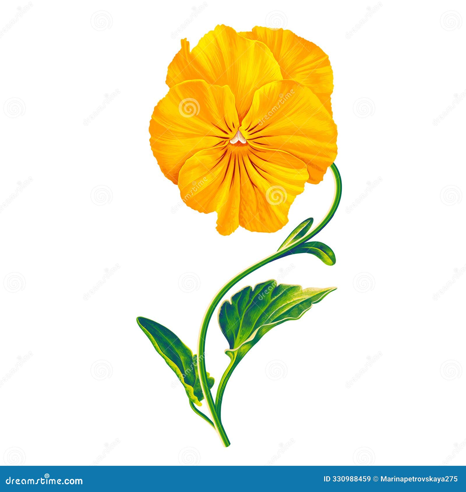 Pansy Flower Bud. Isolated Botanical Clip Art Element. Cartoon Vector ...