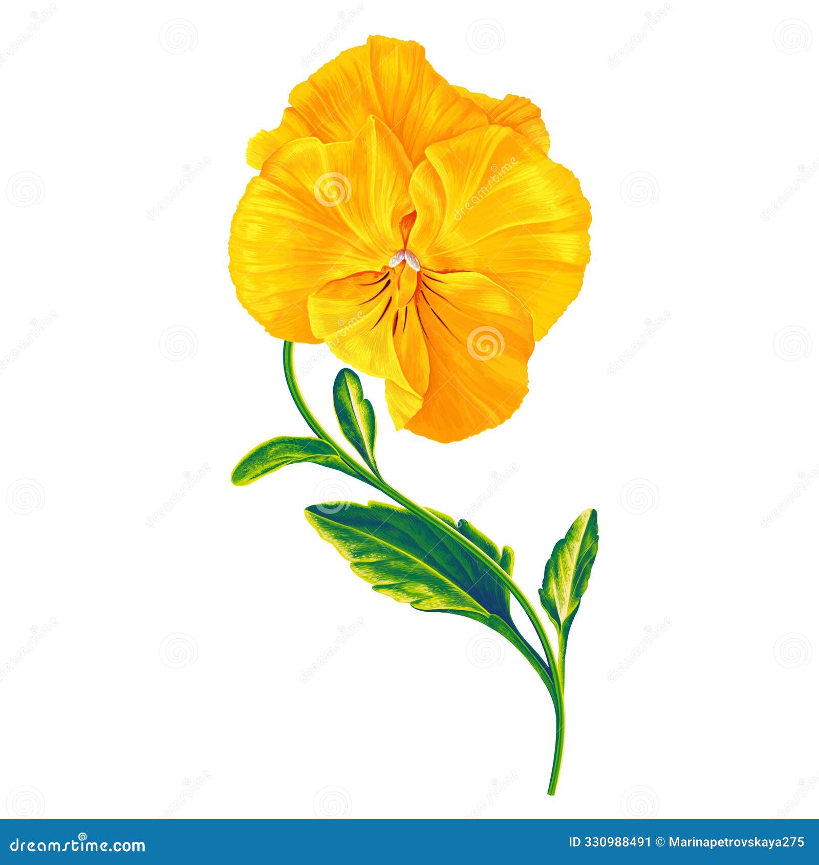Realistic Flower Pansy, Yellow Flower Hand Drawn with High Detail ...