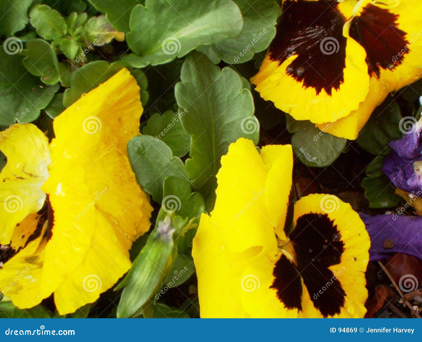 Yellow Pansies stock image. Image of alive, gardener, growing - 94869