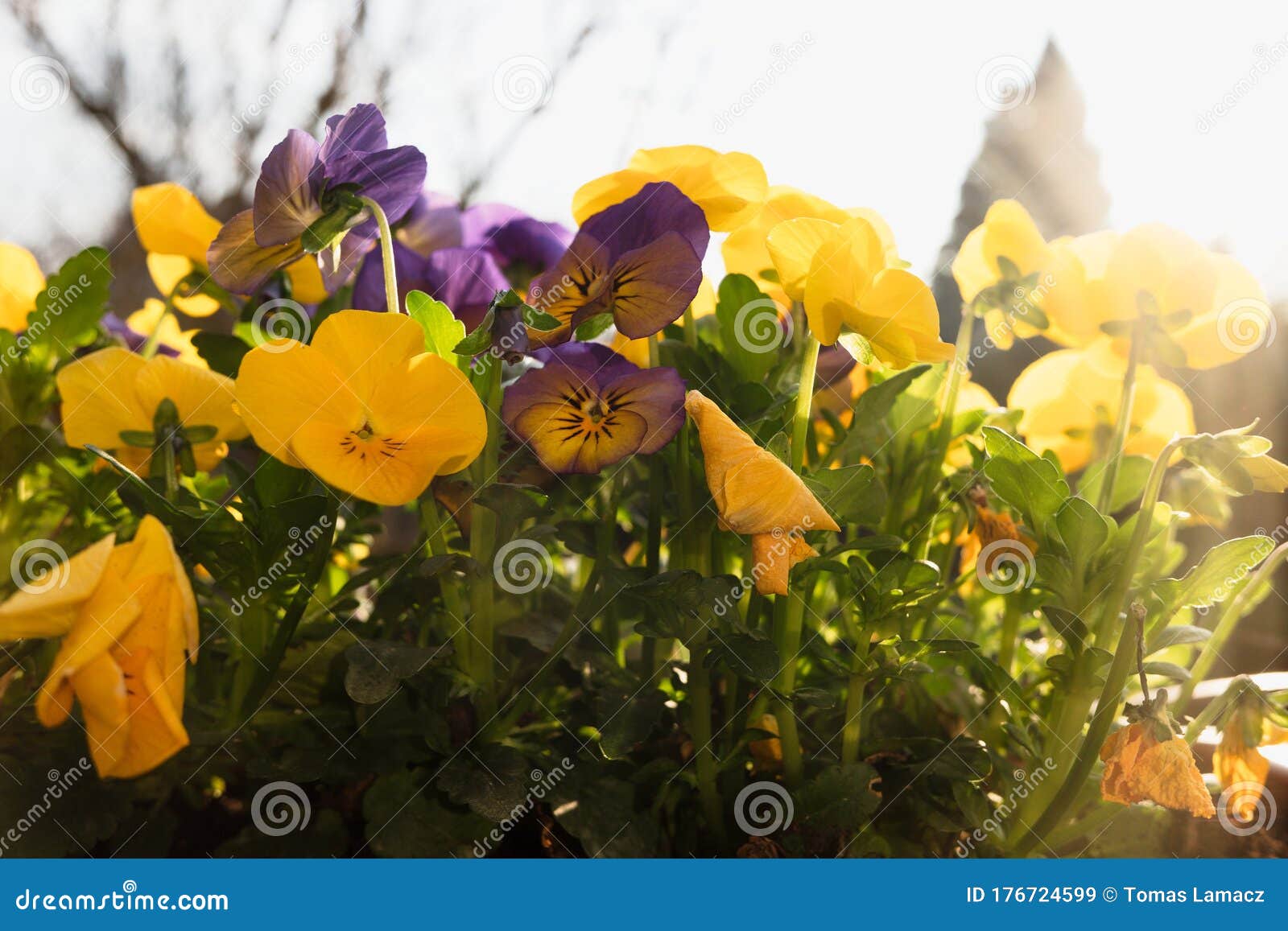 Yellow Pansies Flowers Blooming in Spring. Stock Image - Image of ...