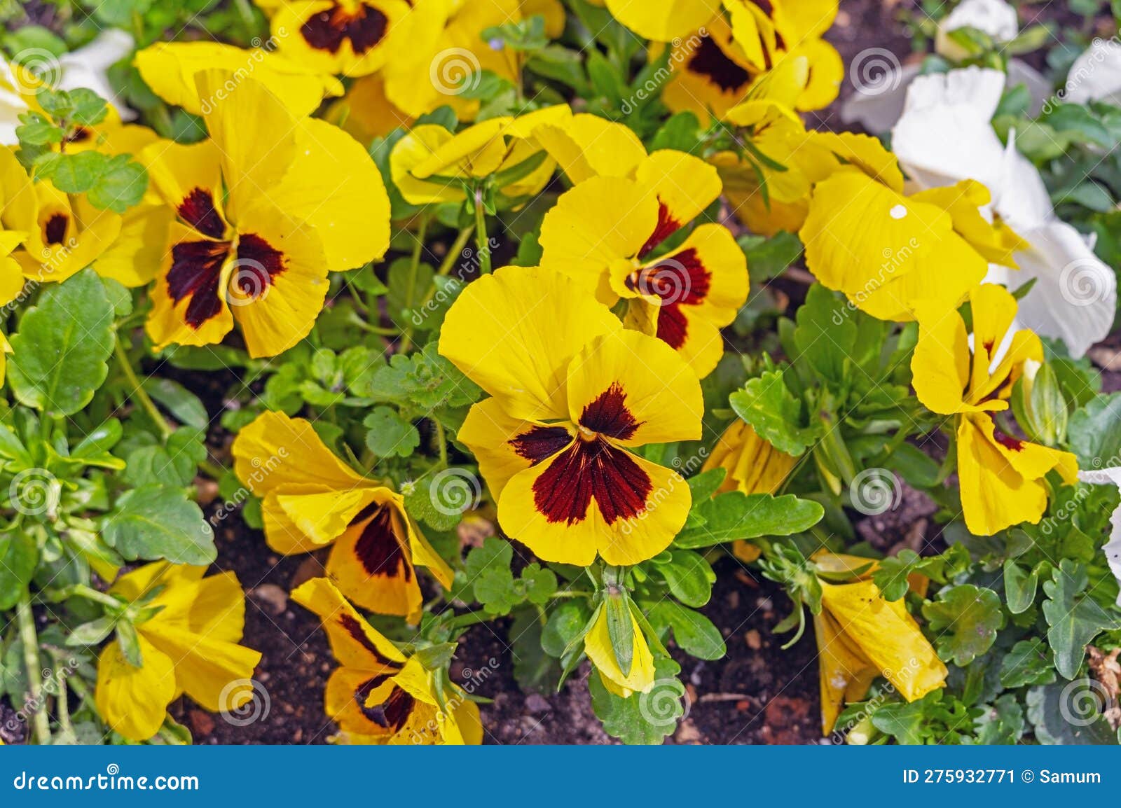 The yellow pansy flower stock image. Image of botany - 275932771