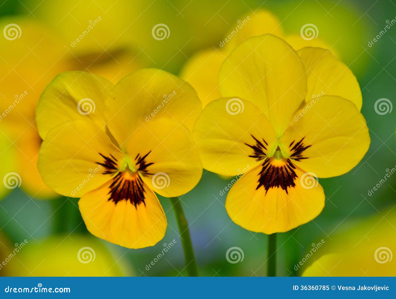 Yellow pansy stock image. Image of summer, elements, hearts - 36360785
