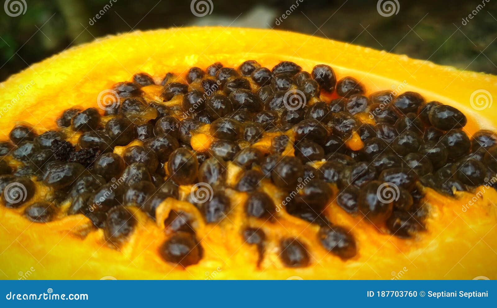 Yellow papaya fruit stock photo. Image of honeybee, fruit - 187703760