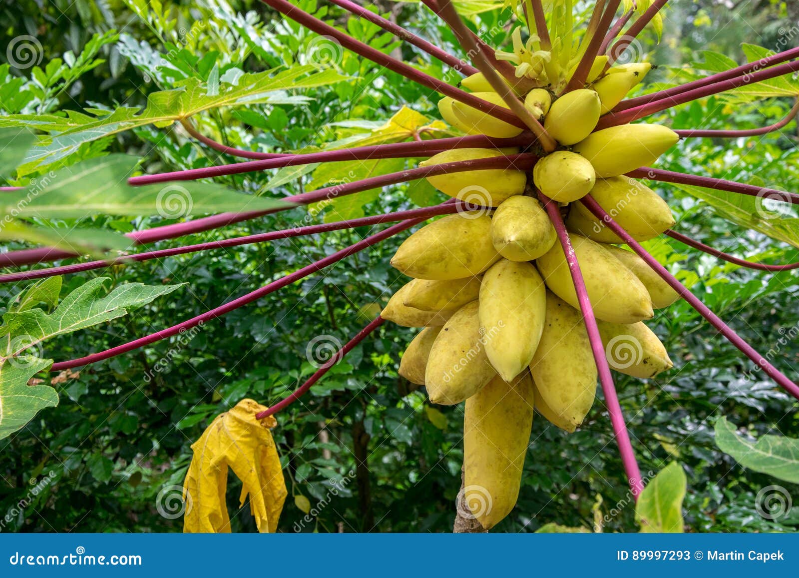 Yellow papaya stock image. Image of health, grow, gardening - 89997293