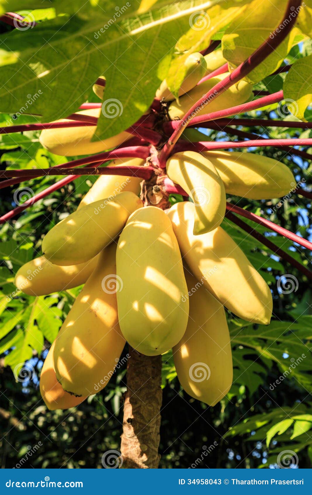 Yellow papaya stock image. Image of plants, leaf, industry - 34958043
