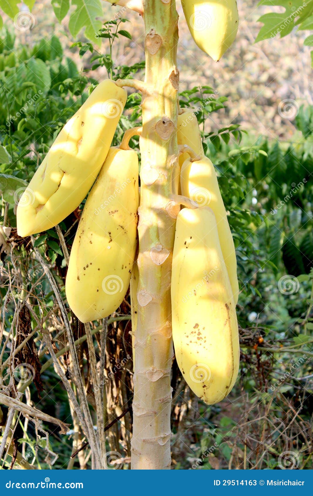 Yellow papaya on tree stock image. Image of dessert, natural - 29514163