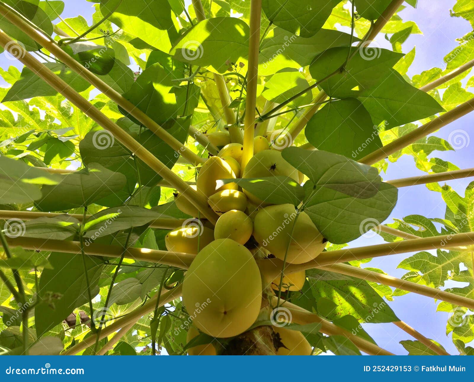 Yellow papaya tree stock image. Image of growing, crop - 252429153
