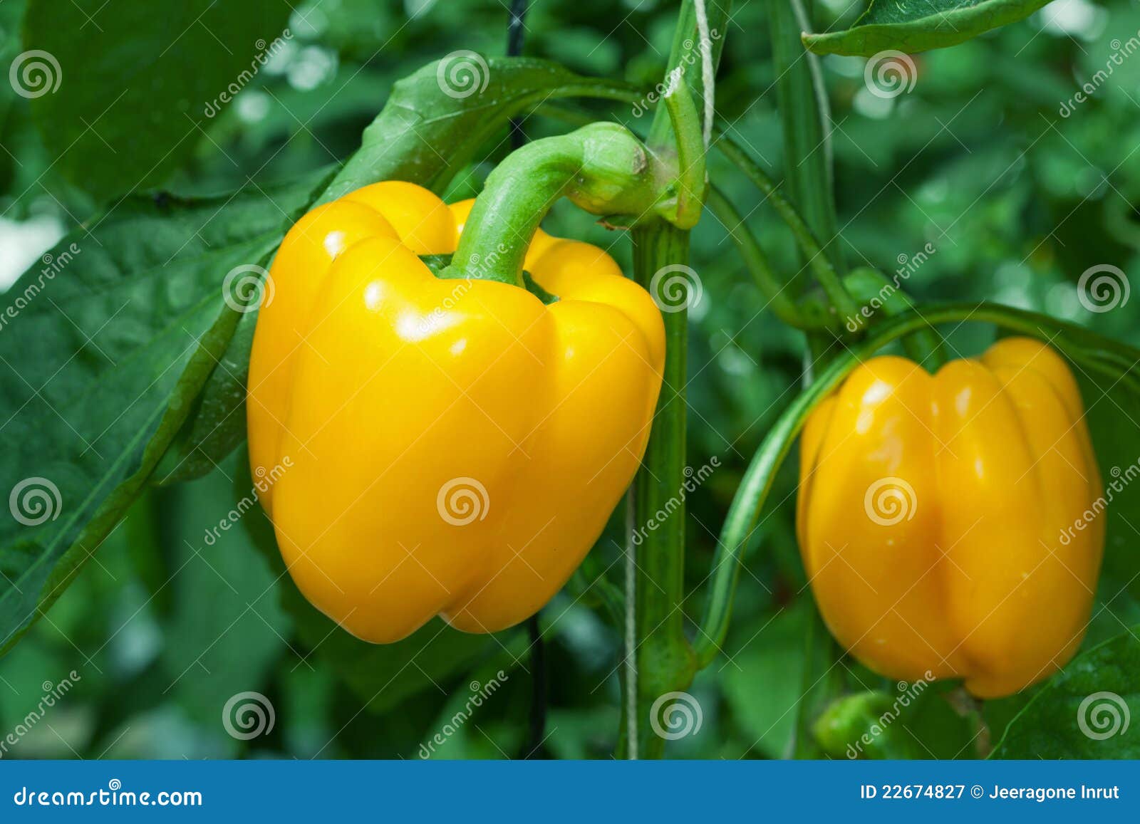 Yellow paprika stock image. Image of patch, healthy, agriculture - 22674827
