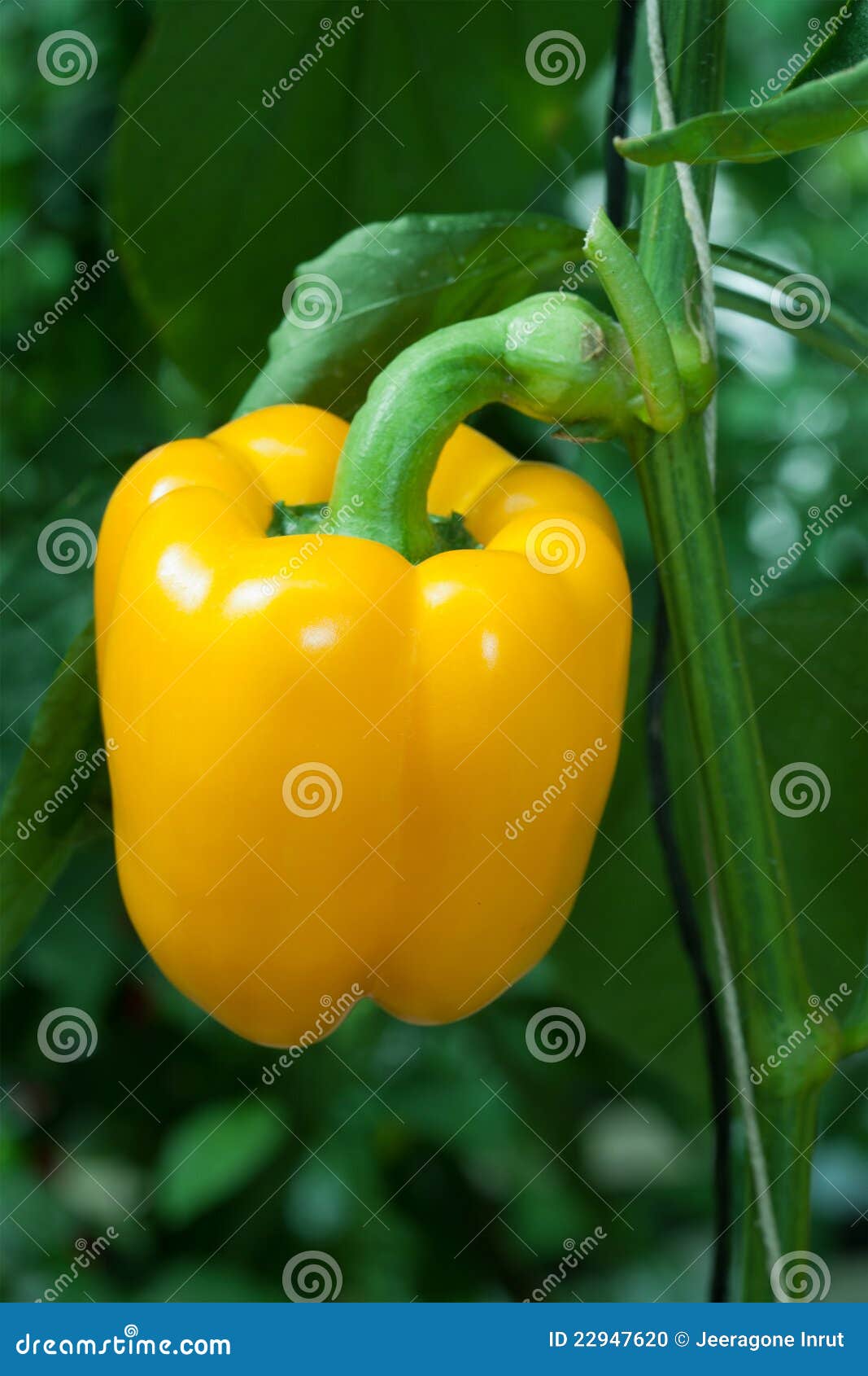 Yellow paprika stock photo. Image of harvest, drops, farming - 22947620