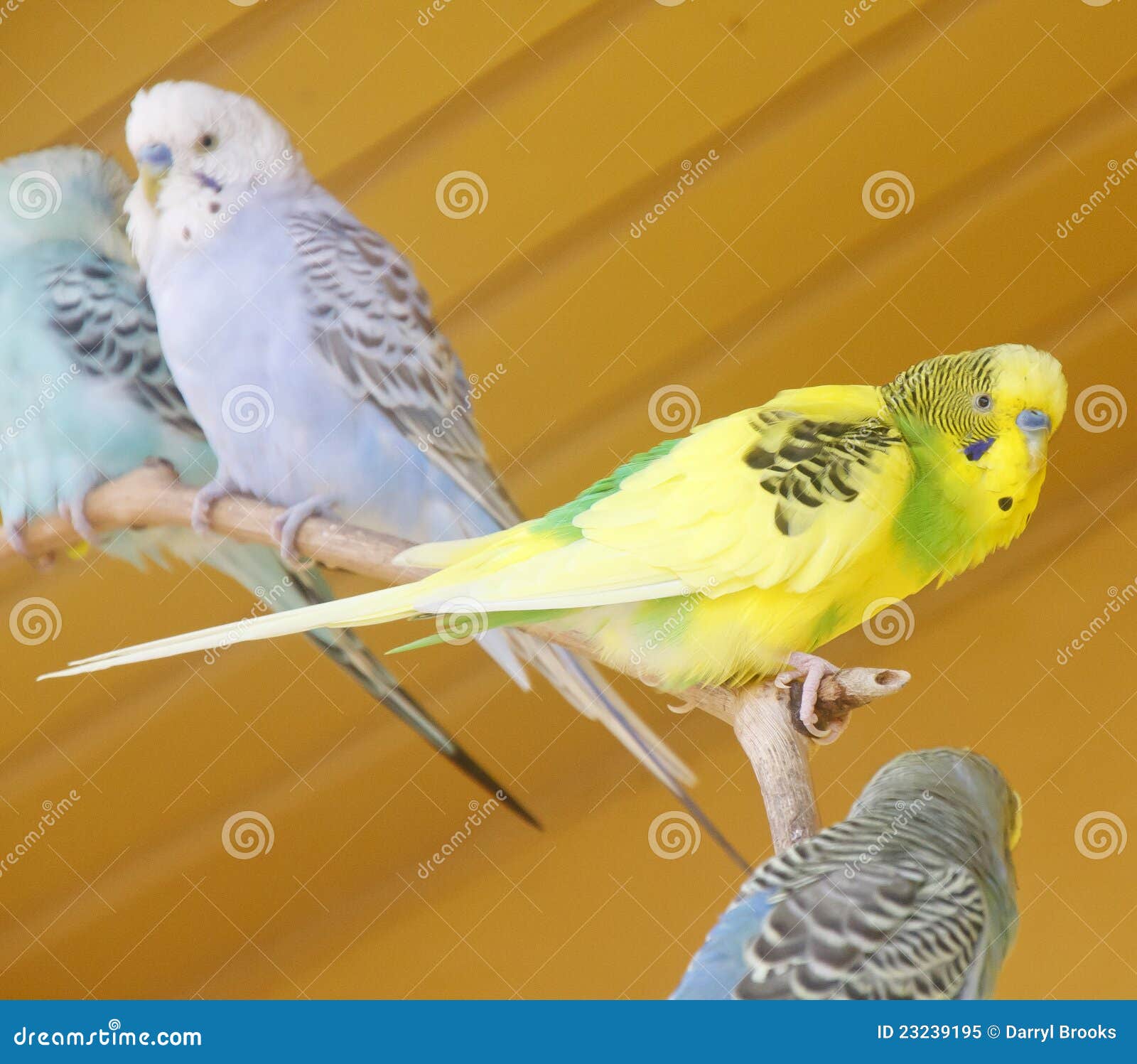 Yellow Parakeet stock image. Image of animals, parrot - 23239195