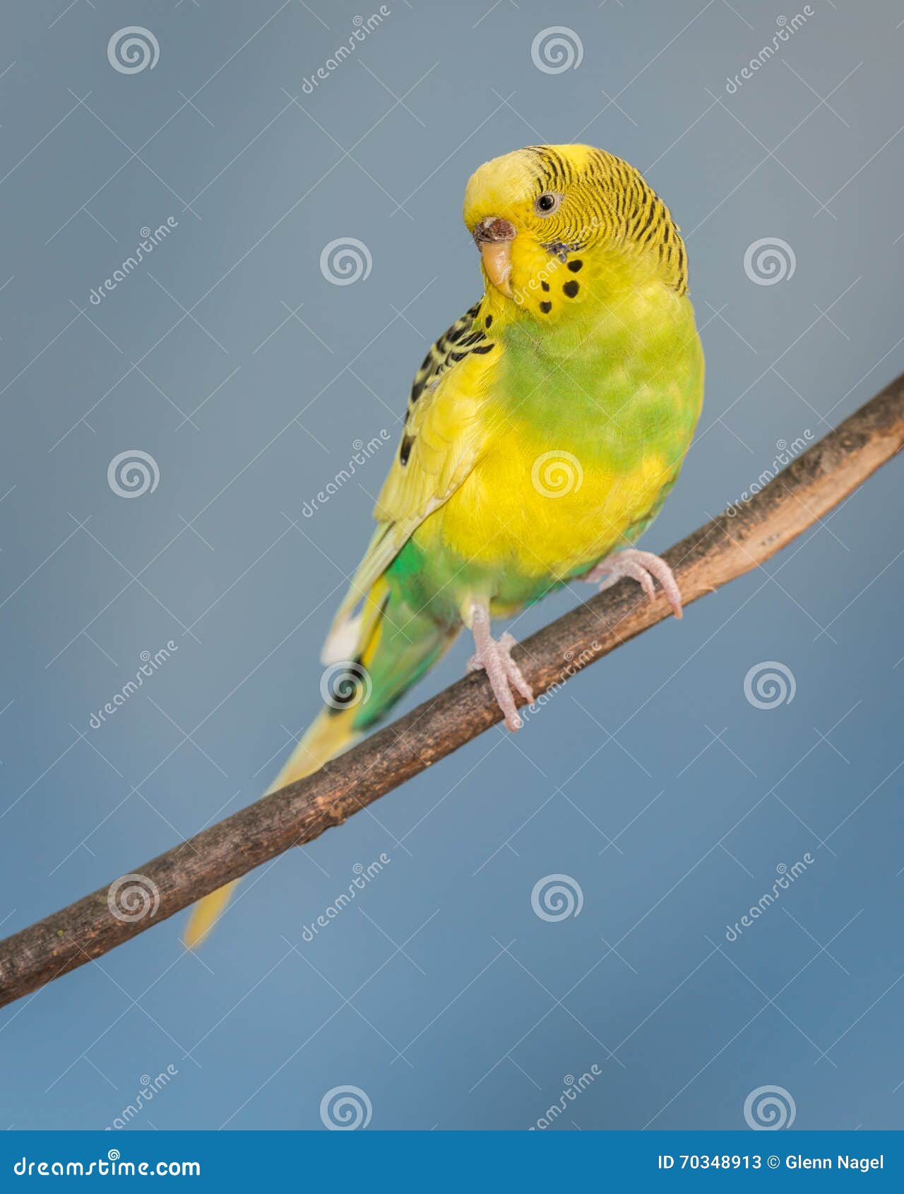 Yellow parakeet stock image. Image of brown, looking - 70348913