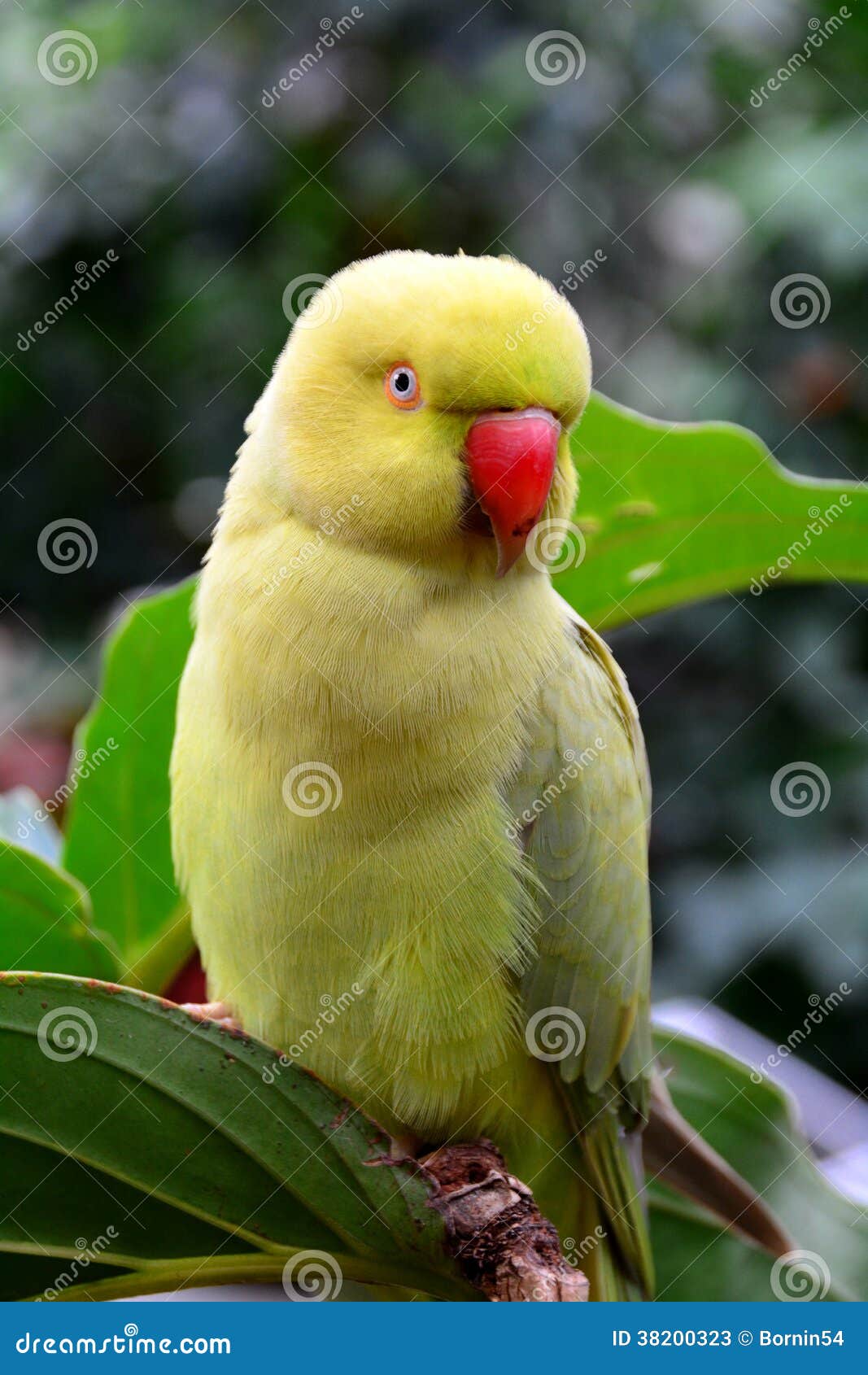 Yellow Parakeet Portrait stock image. Image of friend - 38200323