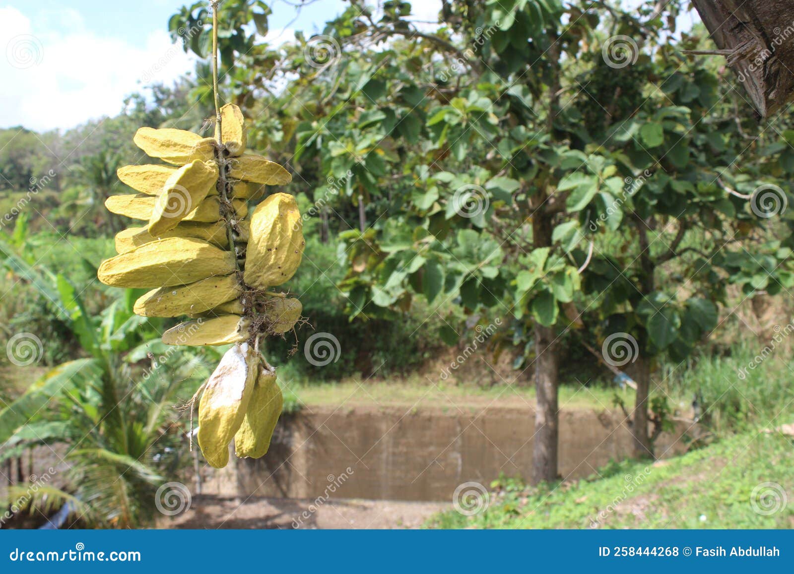 Yellow Parasite Fruit Hangs on a Fallen Sengon Tree Stock Photo - Image ...