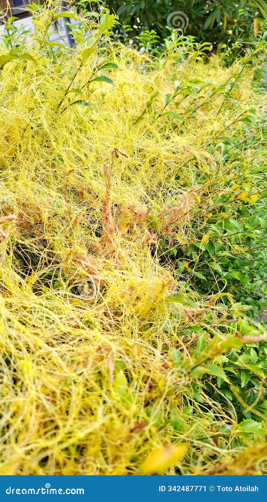 Yellow Parasitic Plant, Thread Mistletoe or Princess Rope (Cuscuta ...