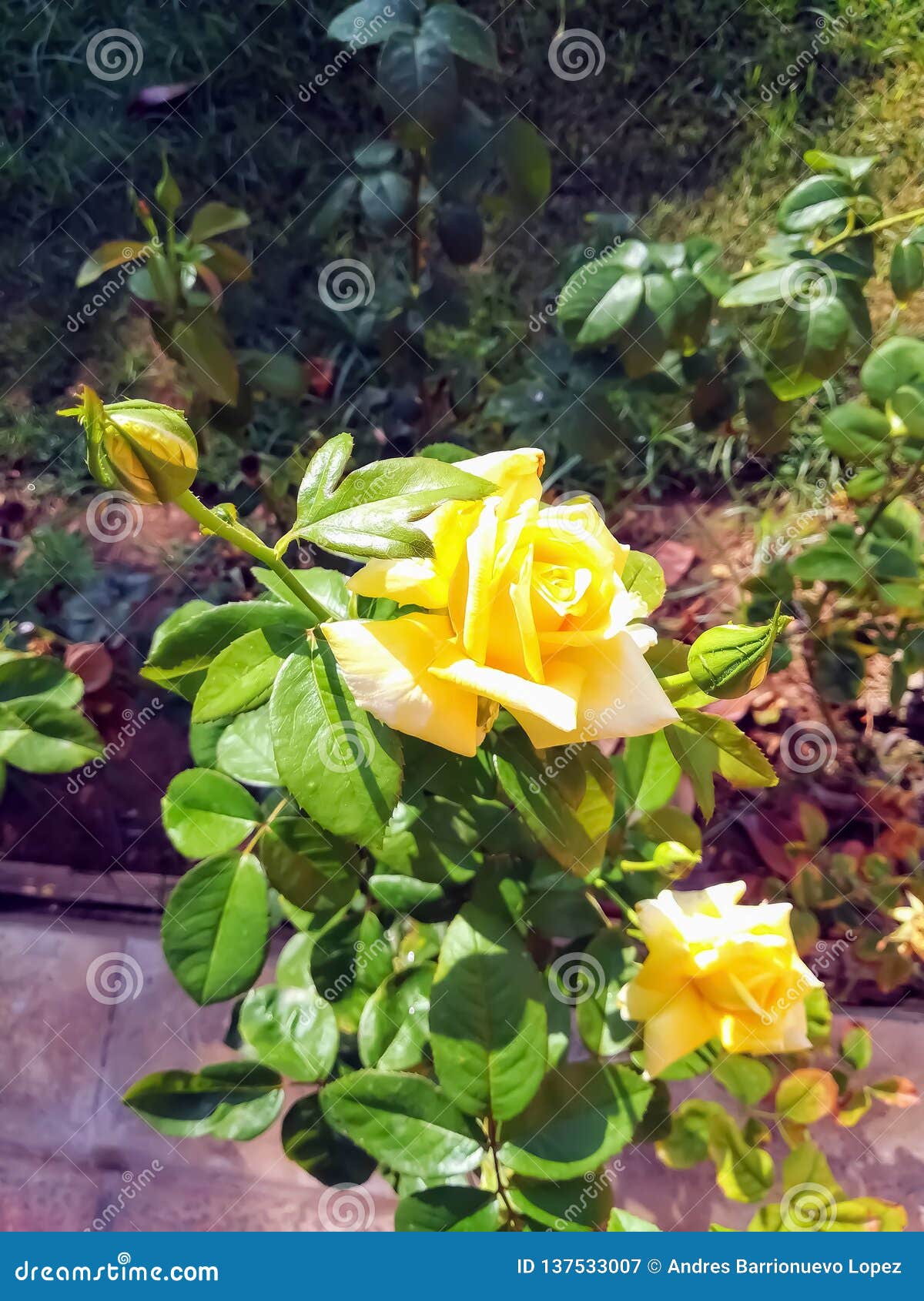 Yellow Roses with Several Buds about To Leave Stock Image - Image of ...