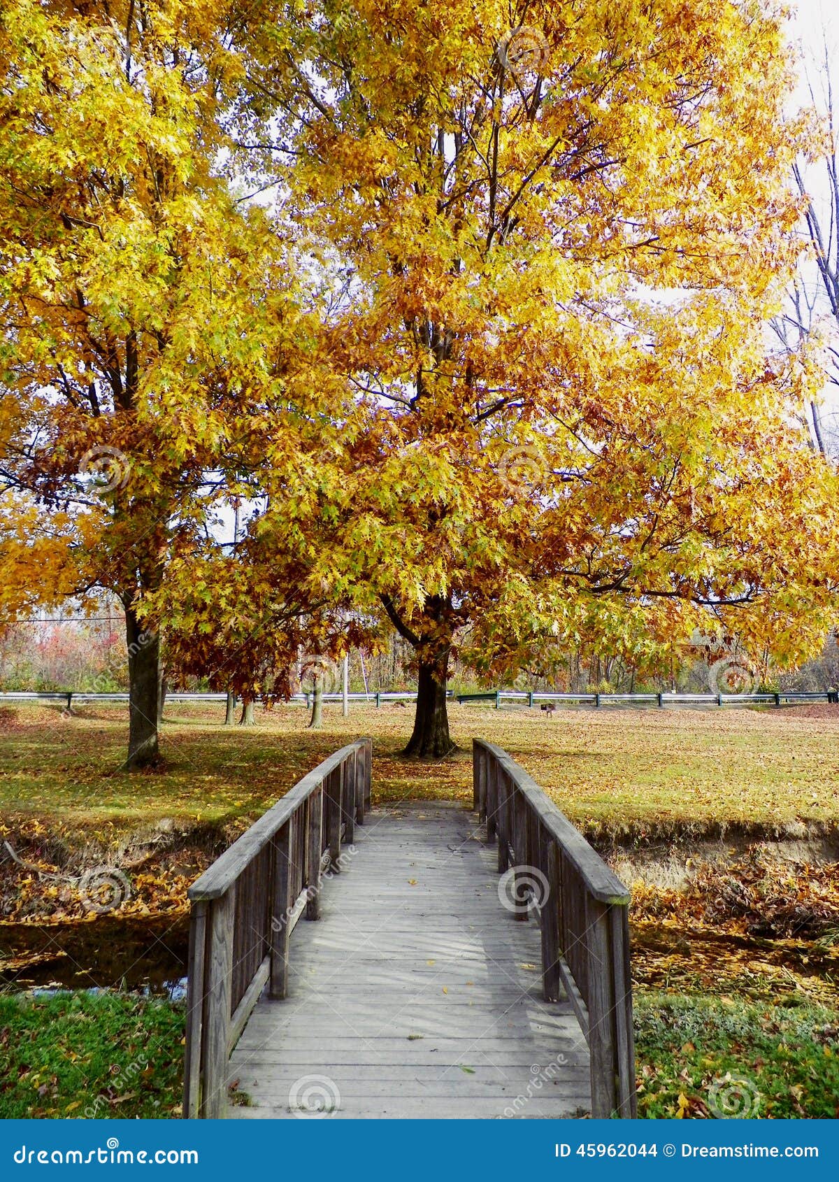 Yellow Park Tree stock photo. Image of river, nature - 45962044