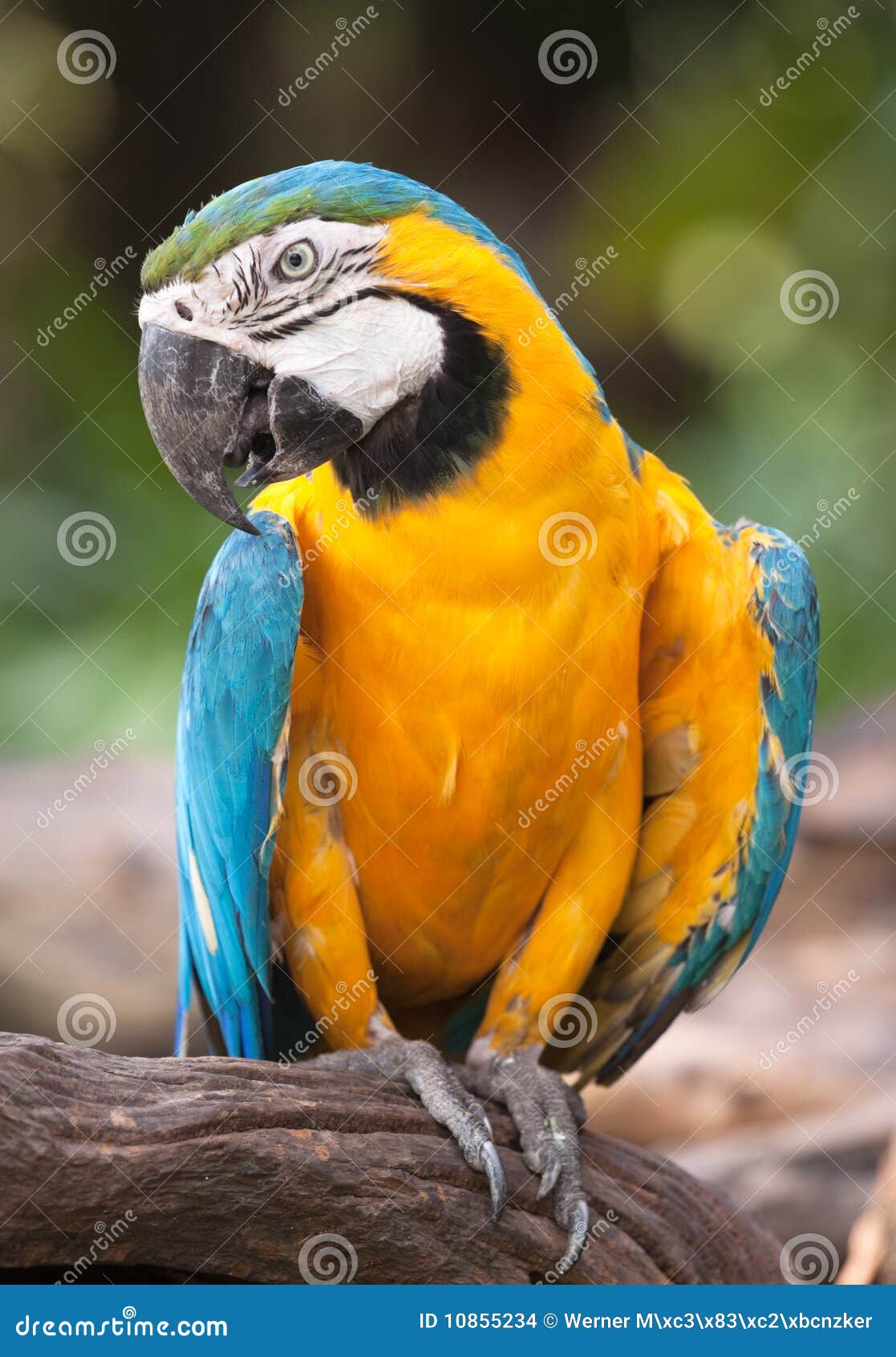 Yellow parrot stock photo. Image of tree, animal, tropical - 10855234