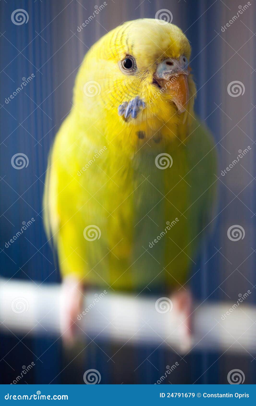 Yellow parrot stock image. Image of domestic, exotic - 24791679