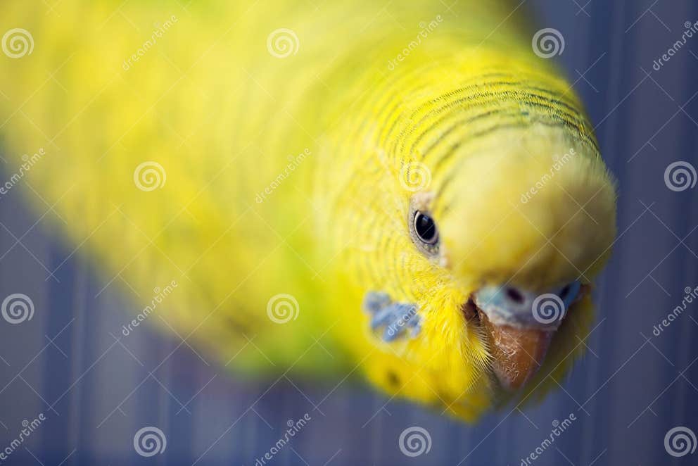 Yellow parrot stock image. Image of parrot, looking, exotic - 24791687