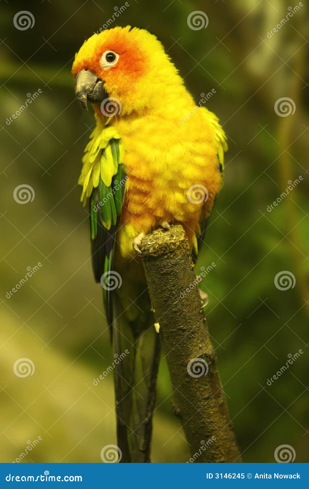 Yellow parrot stock image. Image of endangered, extinct - 3146245
