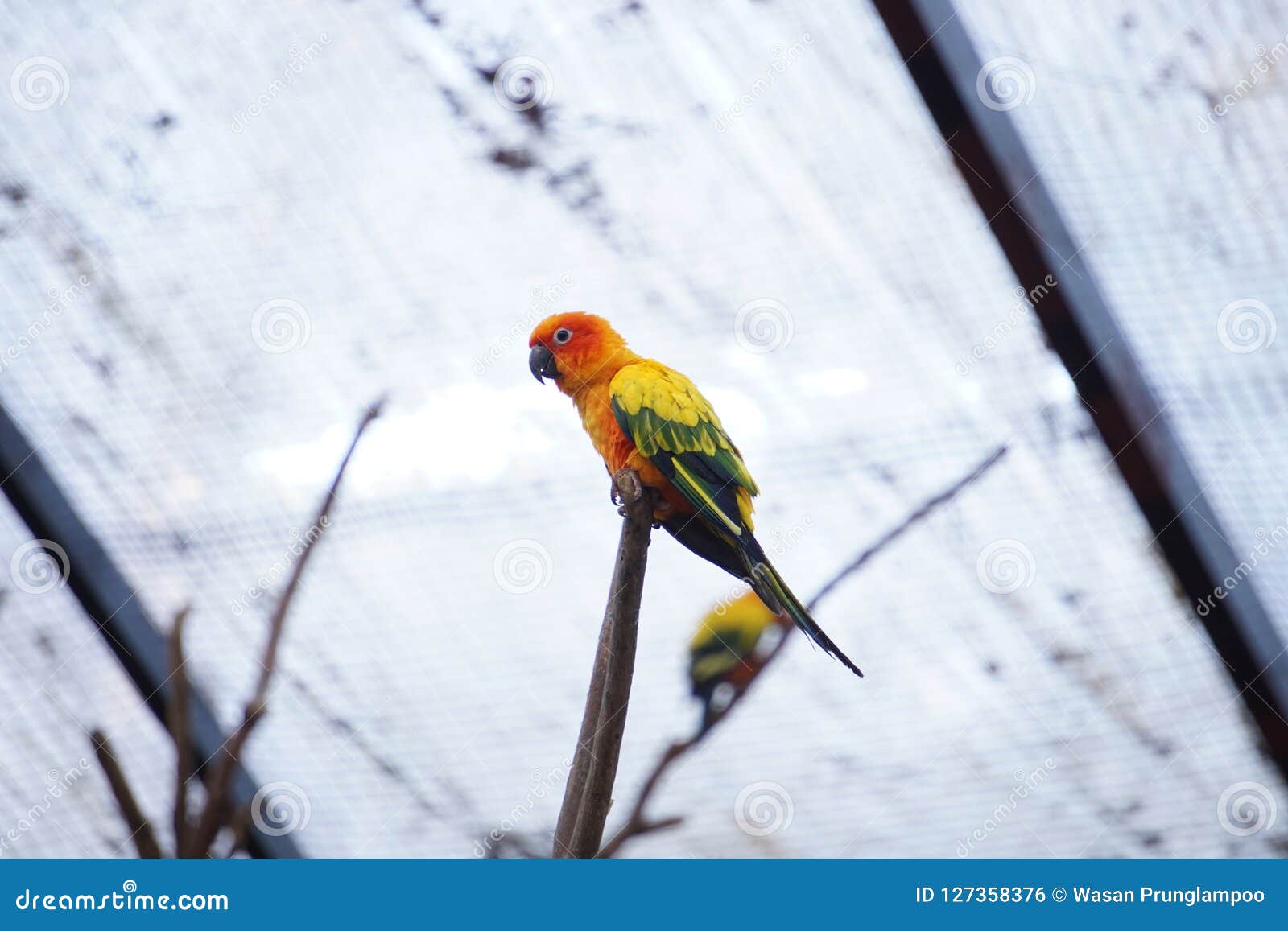 The Yellow Parrot Bird Sun Conure. Stock Photo - Image of green, forest ...