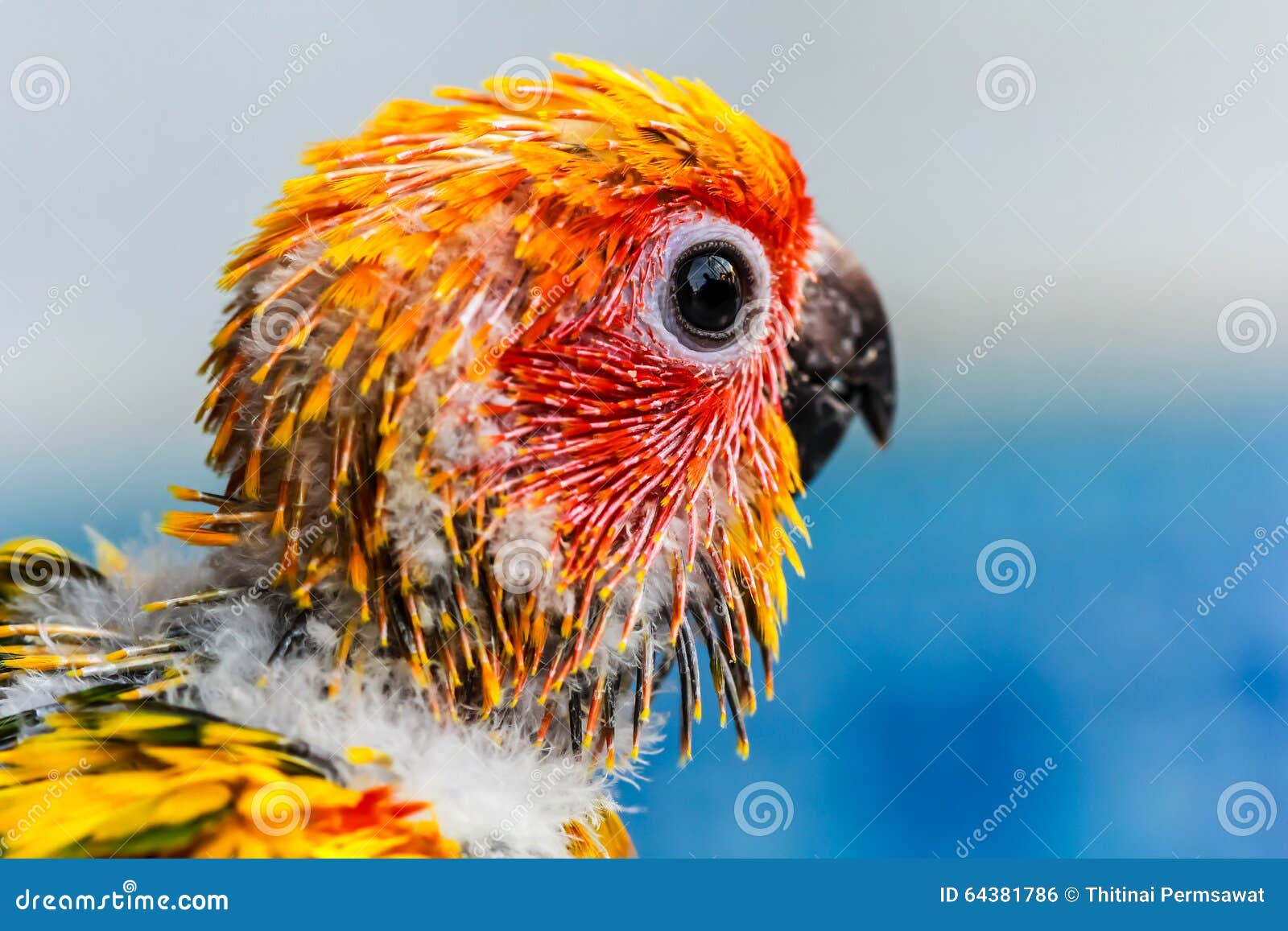 Yellow parrot bird stock photo. Image of vibrant, small - 64381786