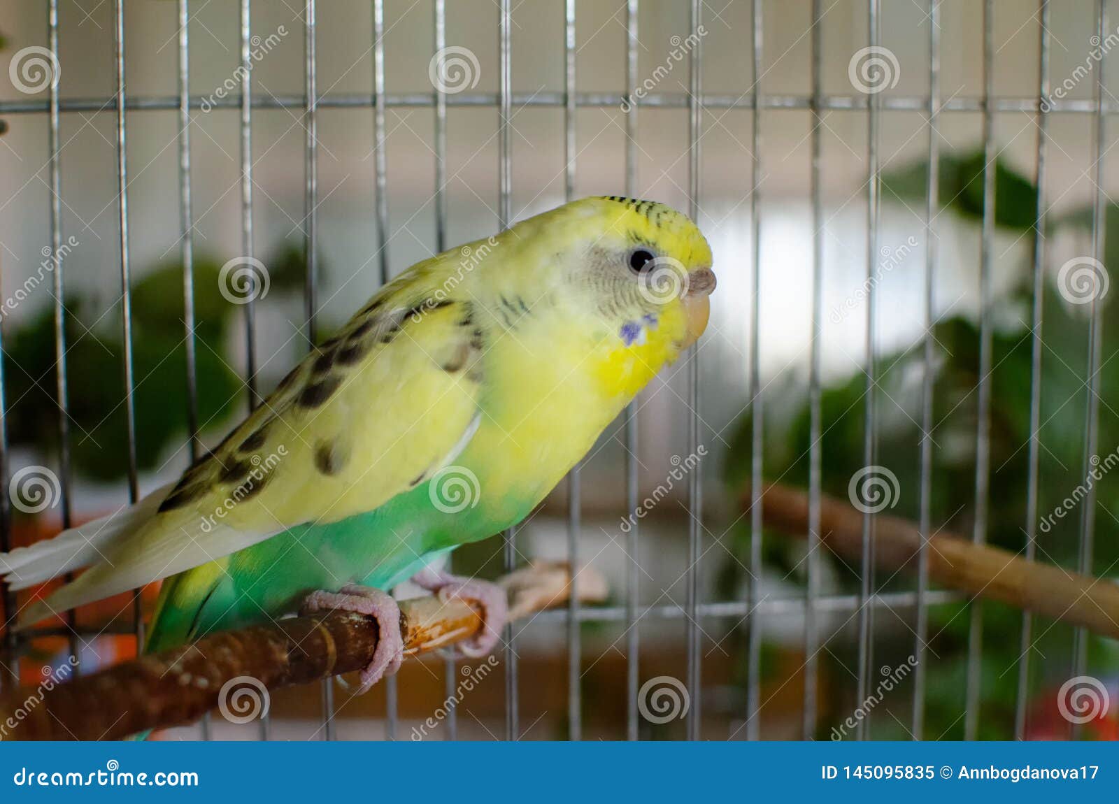 Yellow parrot in a cage stock image. Image of home, little - 145095835