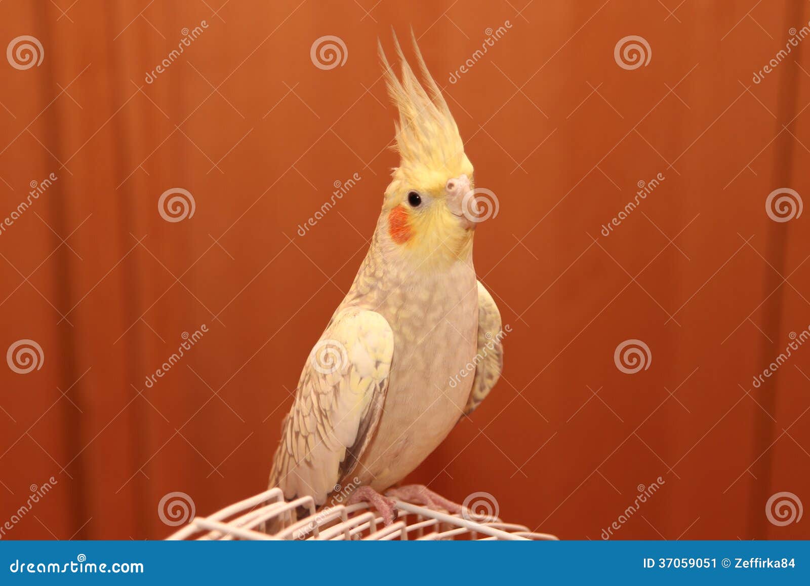 Yellow parrot corella stock image. Image of structure - 37059051