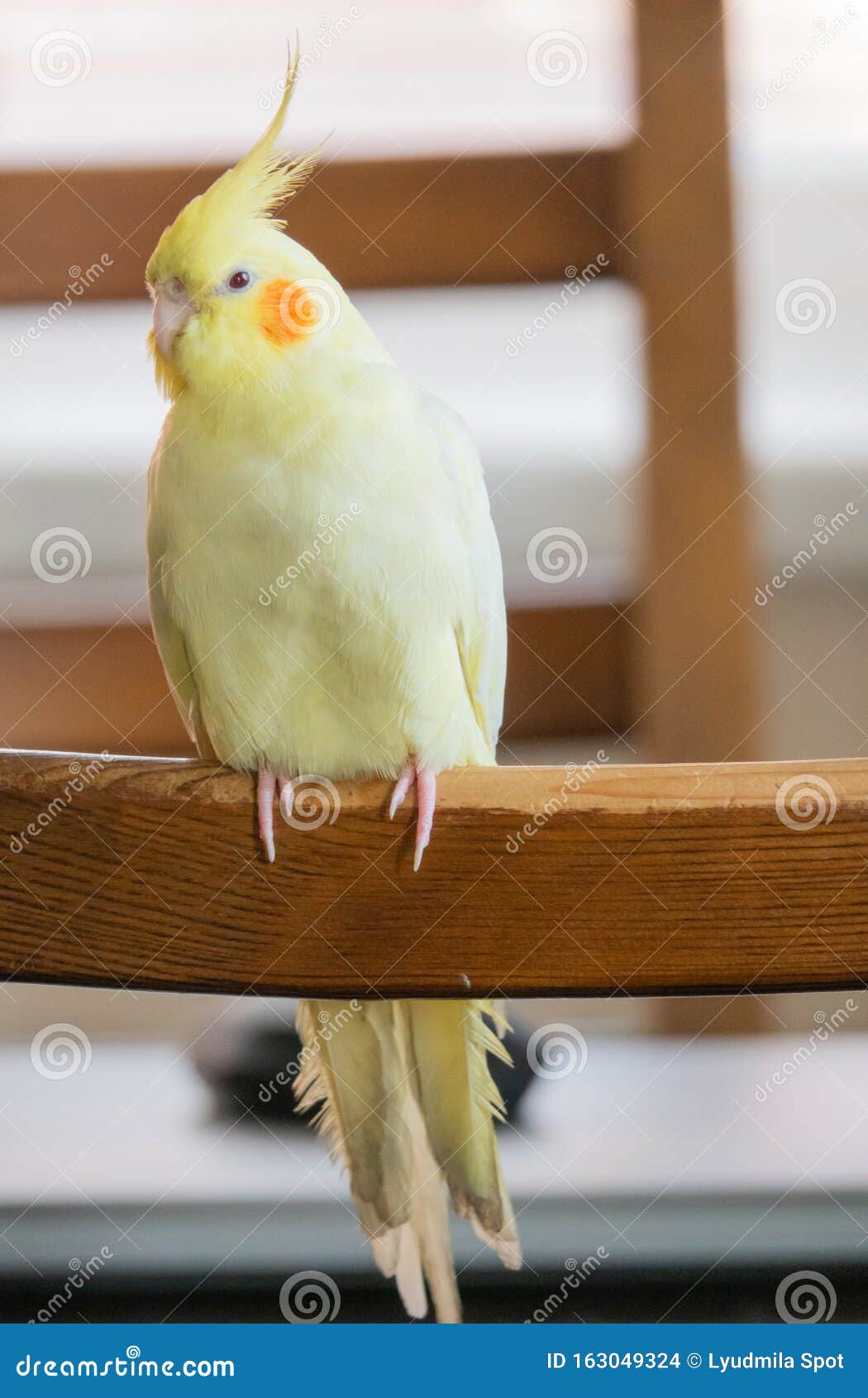 Yellow Parrot Corella Sitting on the Back of a Brown Chair Stock Photo ...